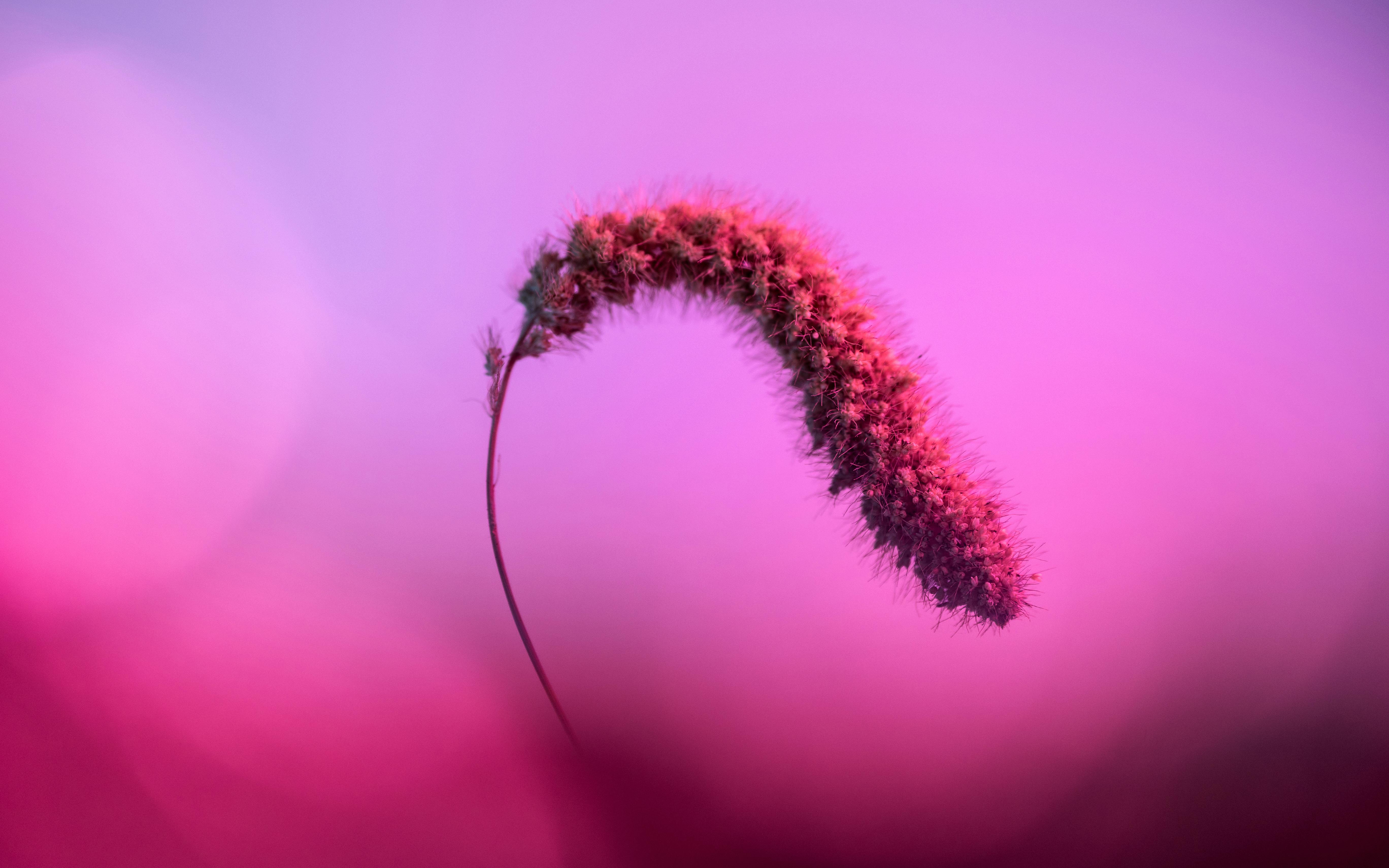 Artistic Close-up of Pink Stalk Against Gradient · Free Stock Photo
