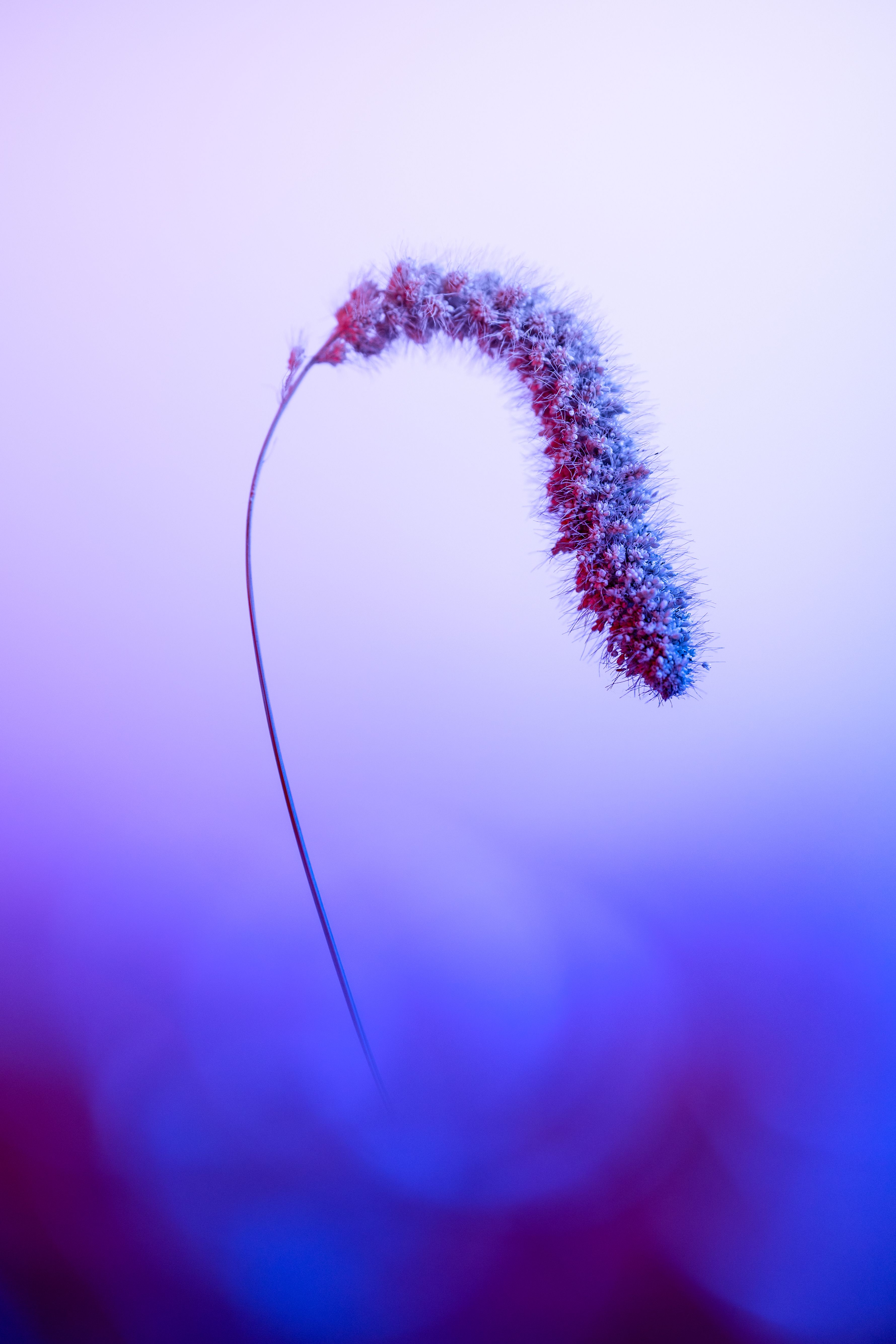 Artistic Close-up of Blue Ornamental Grass · Free Stock Photo