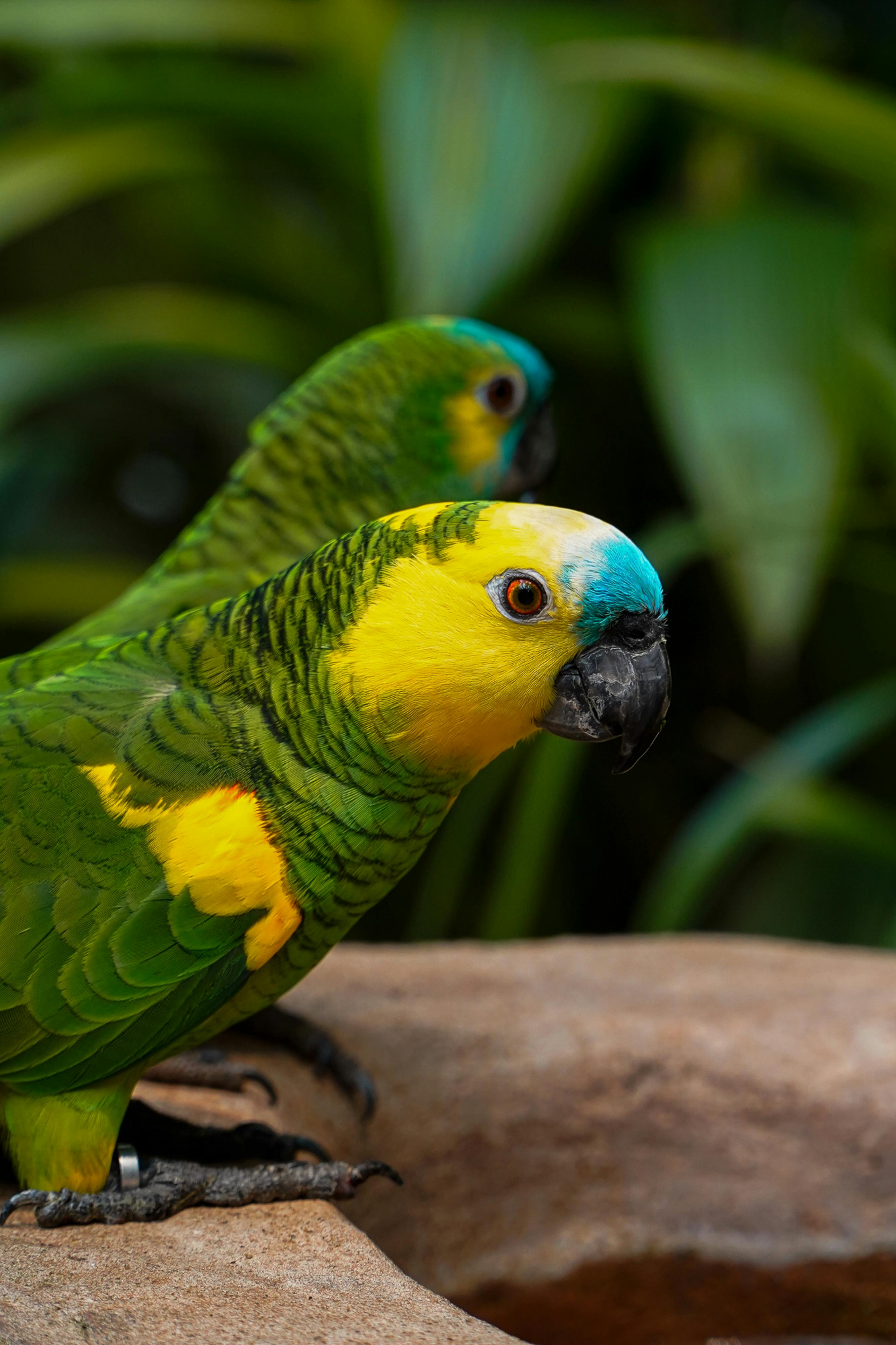 Vibrant Amazon Parrots Perched in Jungle Setting · Free Stock Photo