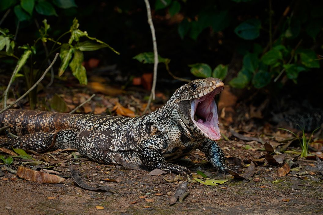 Mexican Alligator Lizard: Care, Habitat, and Fun Facts
