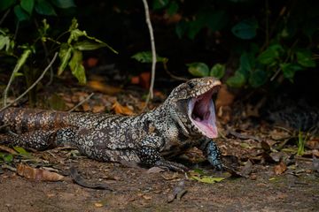 Mexican Alligator Lizard: Care, Habitat, and Fun Facts