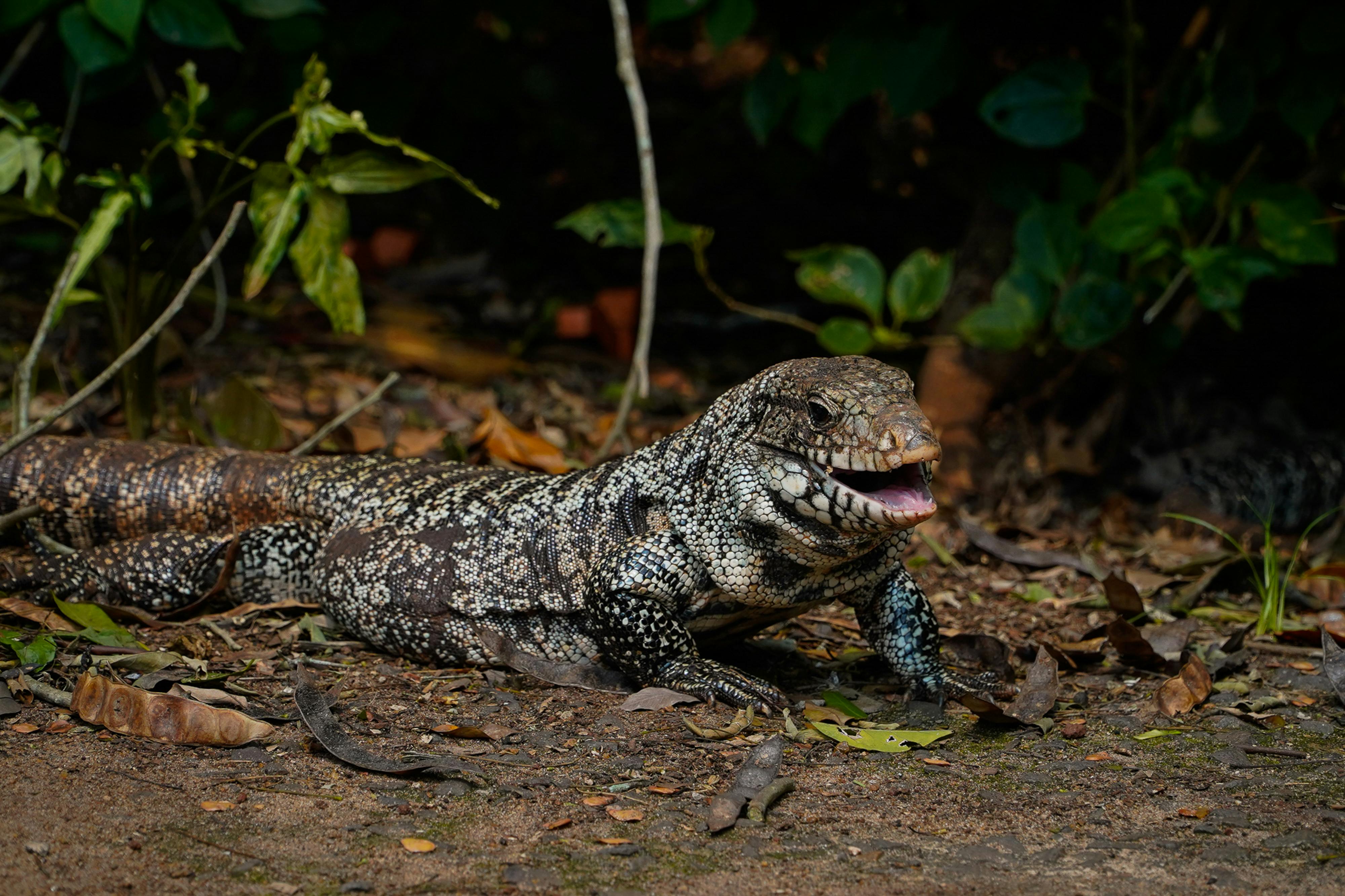 Close-up of a Smiling Lizard in Natural Habitat · Free Stock Photo