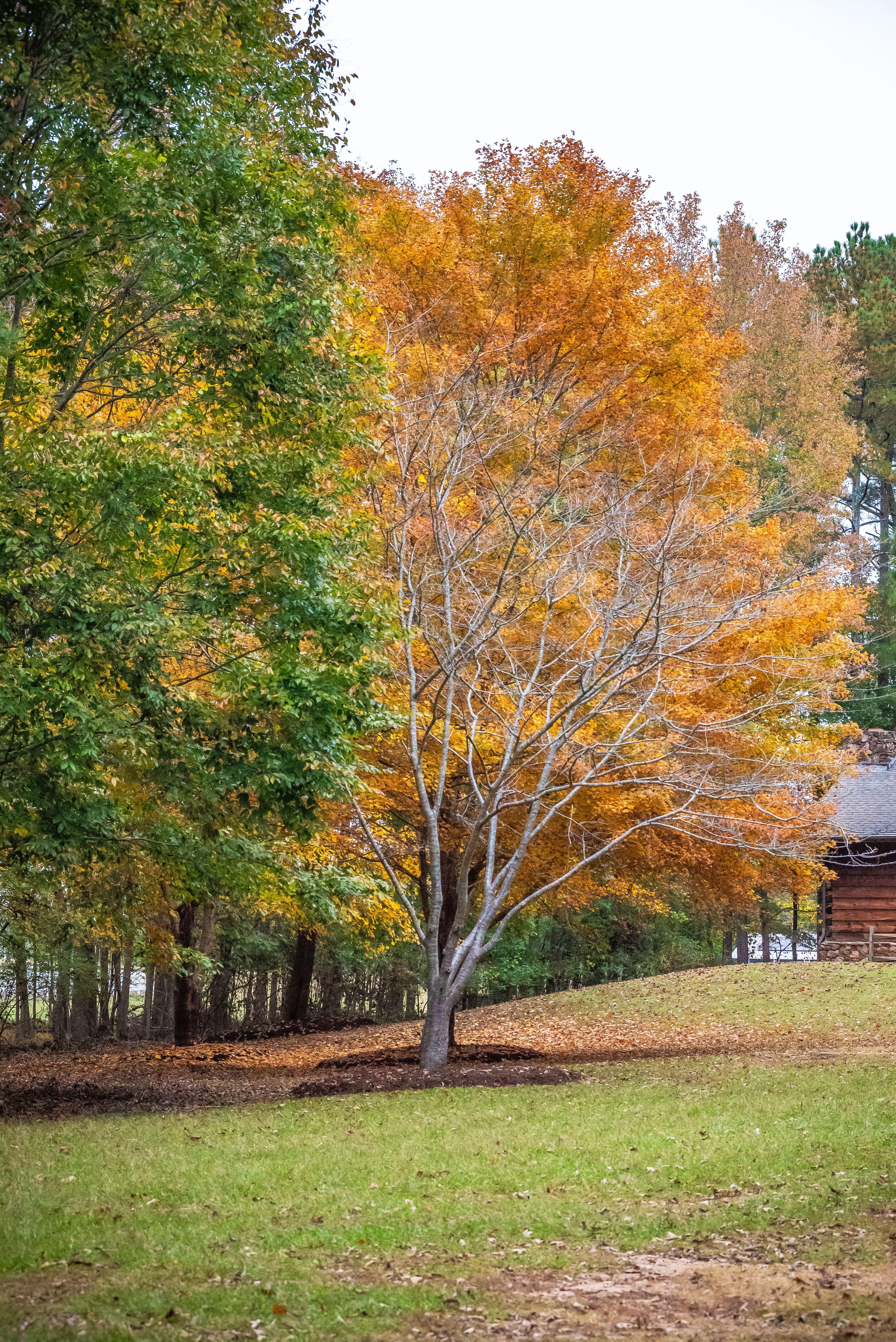 Vibrant Autumn Tree in Serene Countryside Setting · Free Stock Photo