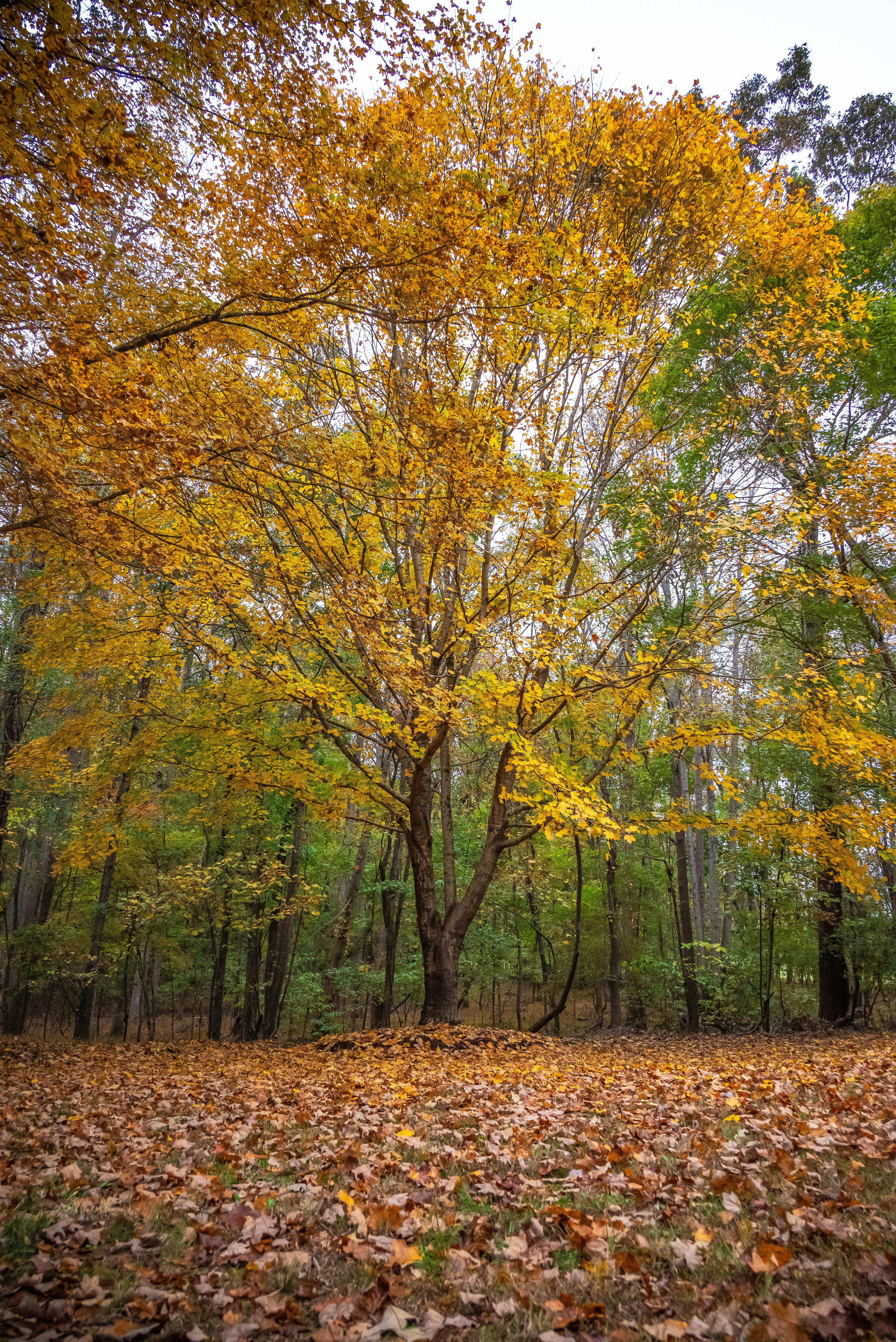 Golden Autumn Tree in Serene Forest · Free Stock Photo