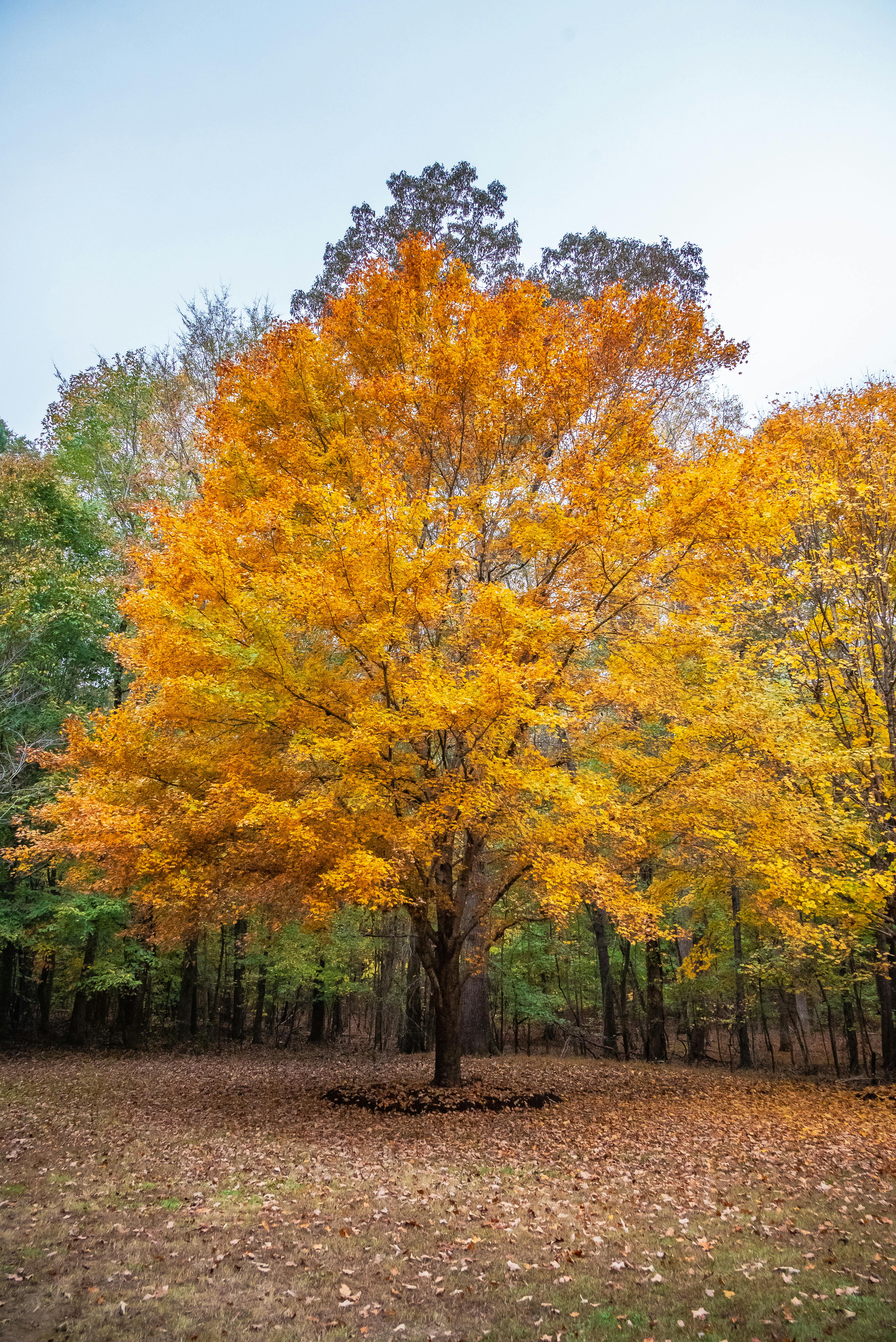 Stack of Leaves · Free Stock Photo