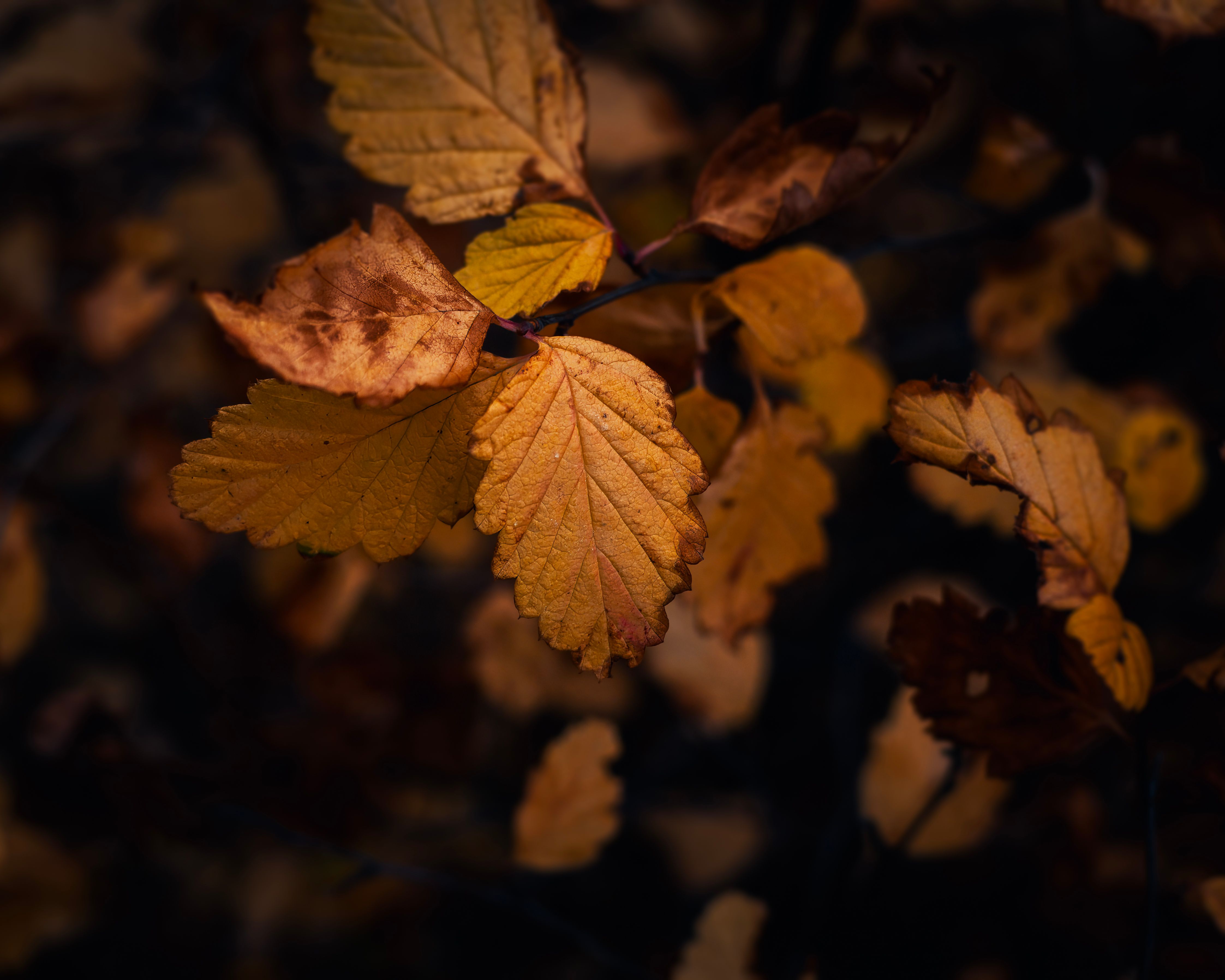 Nature Yellow Background Photos, Download The BEST Free Nature Yellow ...