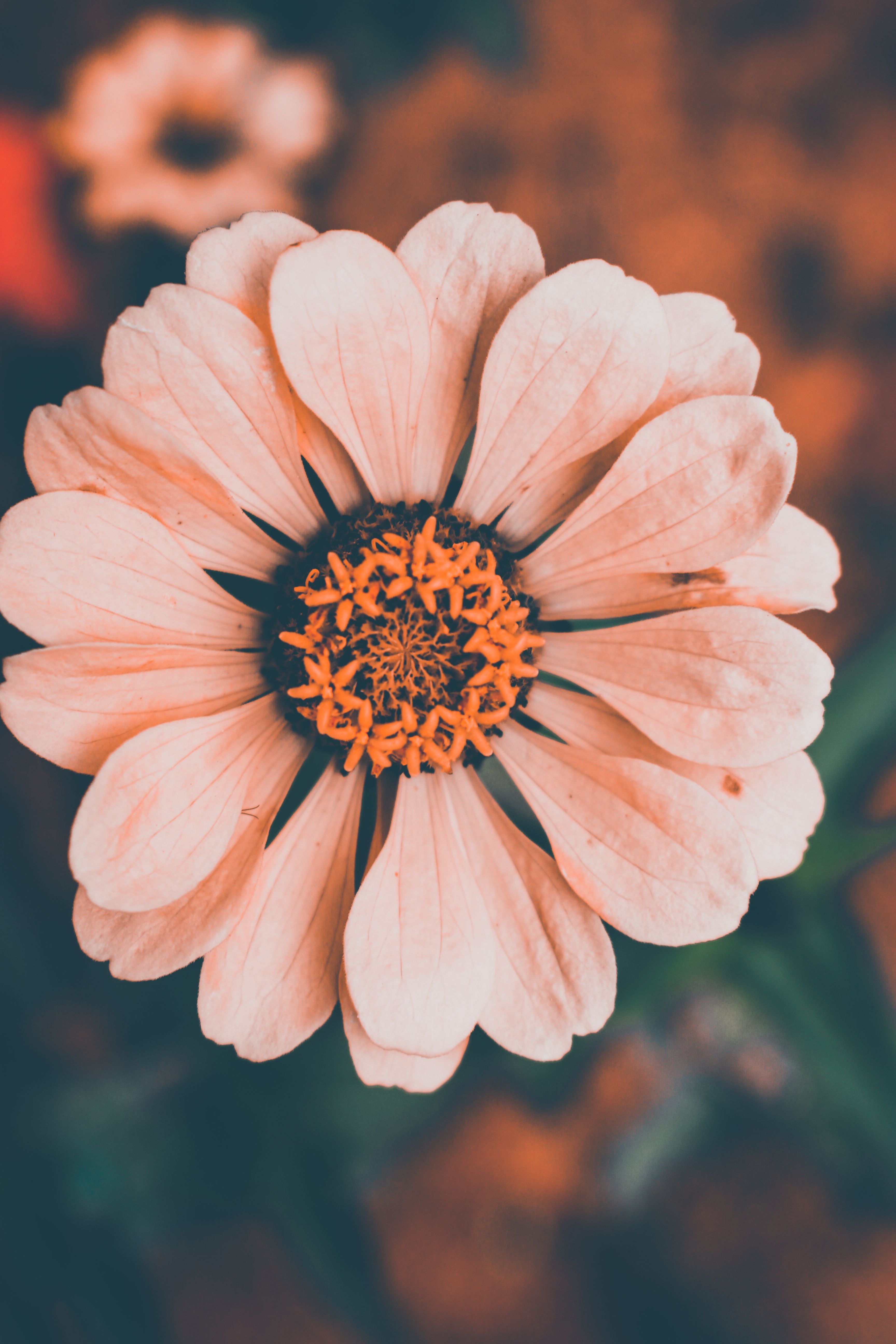 Foto gratuita di bel fiore, bellezza nella natura, colore