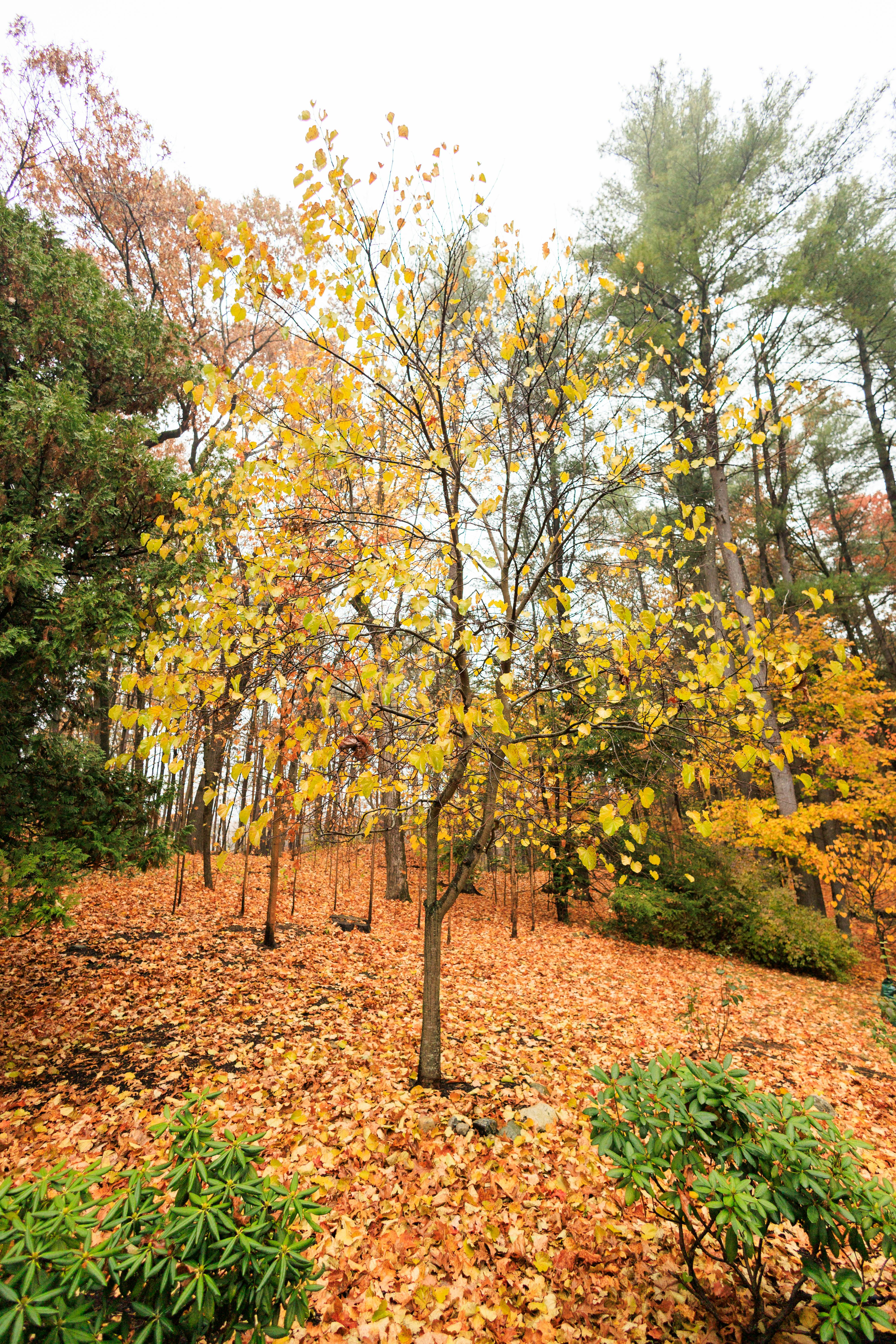 Golden Autumn Forest in Wayland, Massachusetts · Free Stock Photo
