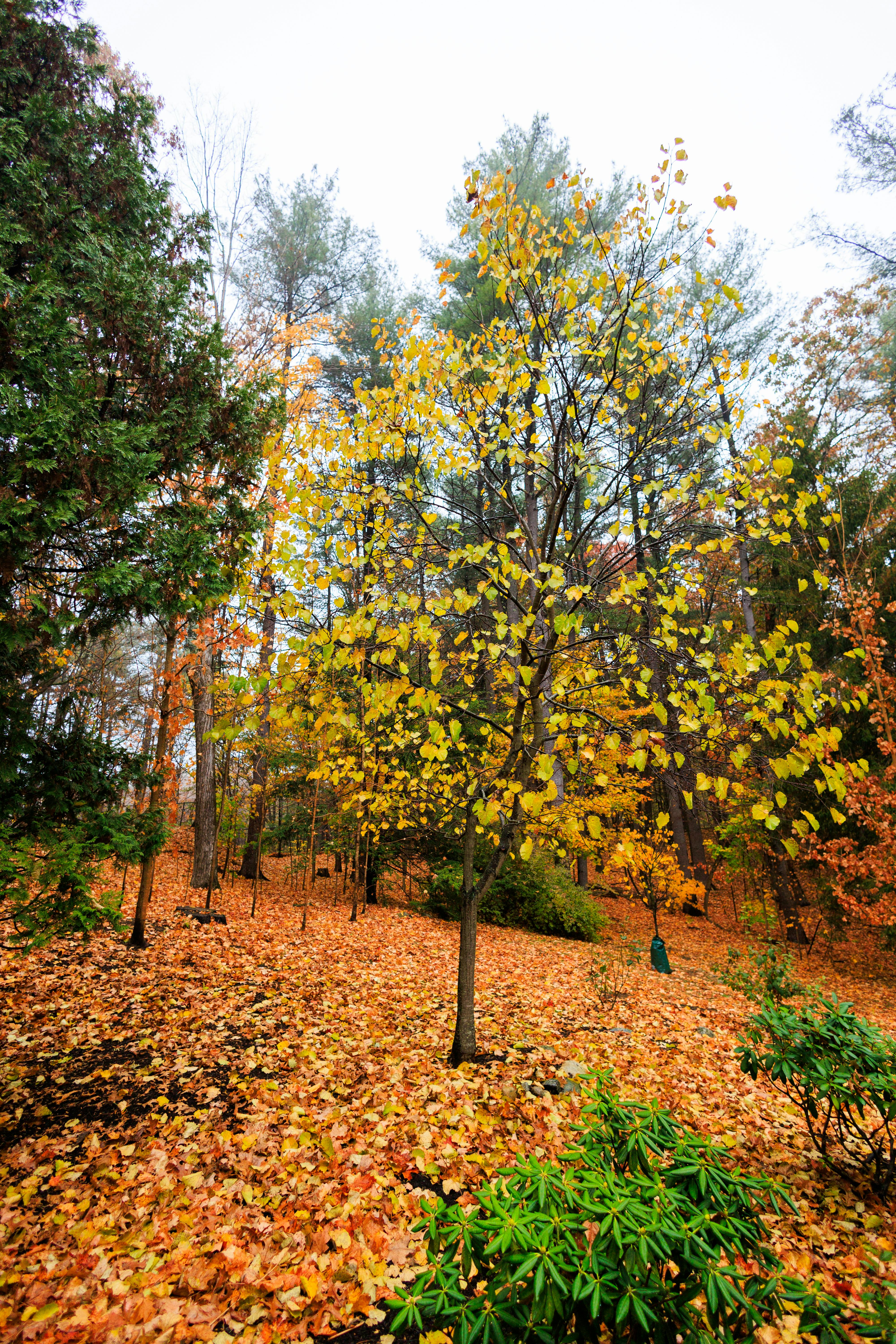 Autumn Foliage in Wayland, Massachusetts Forest · Free Stock Photo