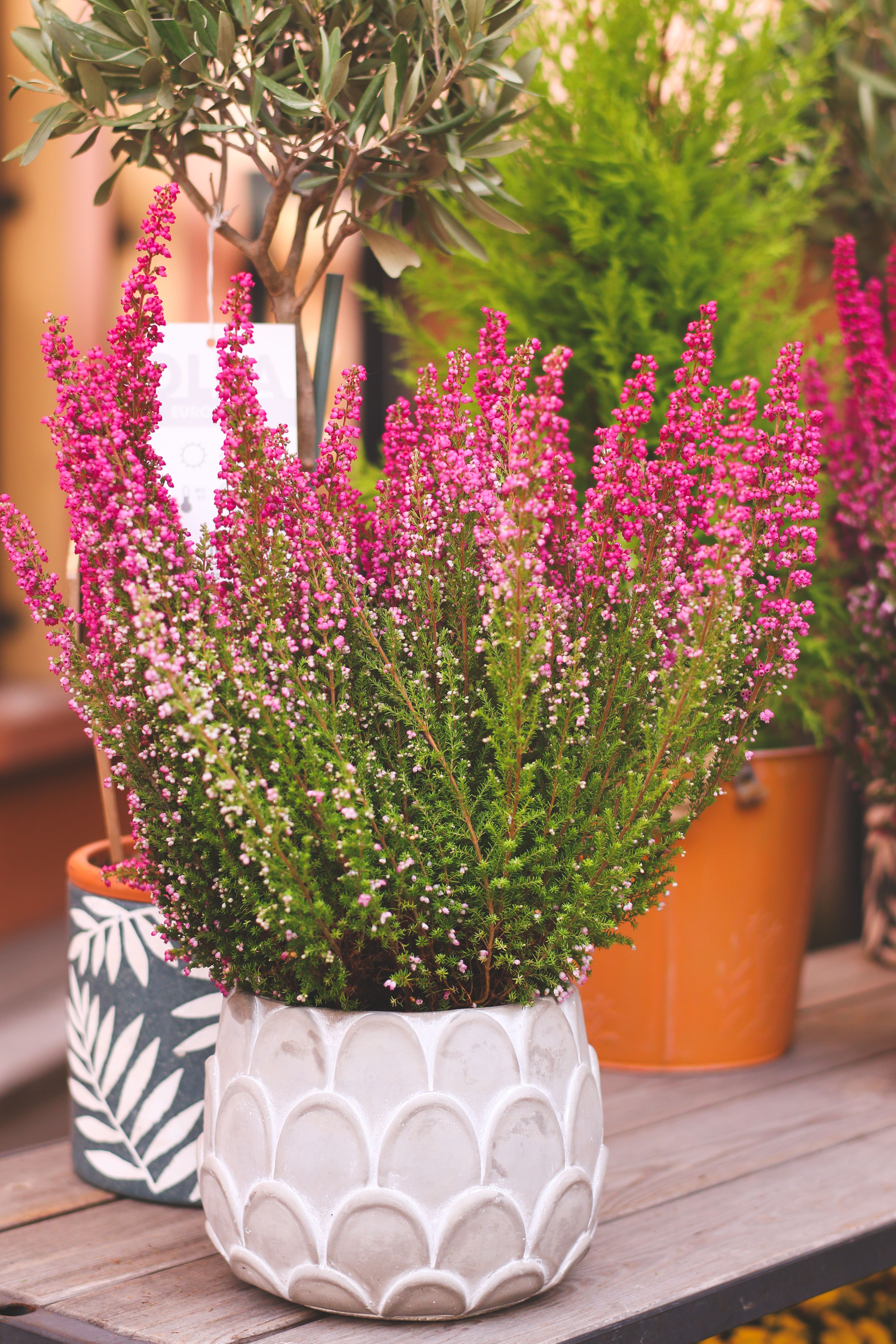 Vibrant Heather Plant in Decorative Pot · Free Stock Photo