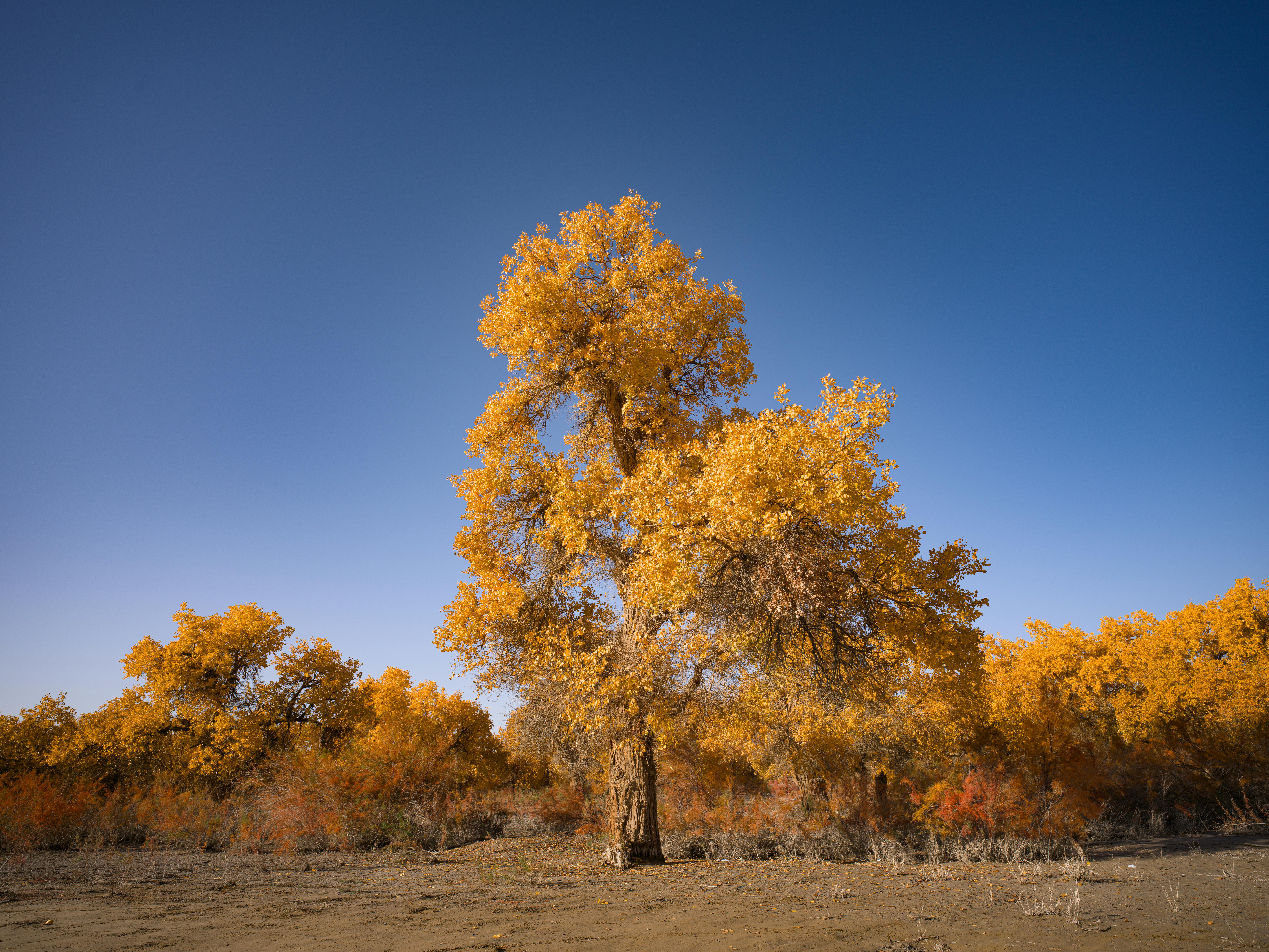 Golden Populus Trees Under Clear Blue Sky · Free Stock Photo