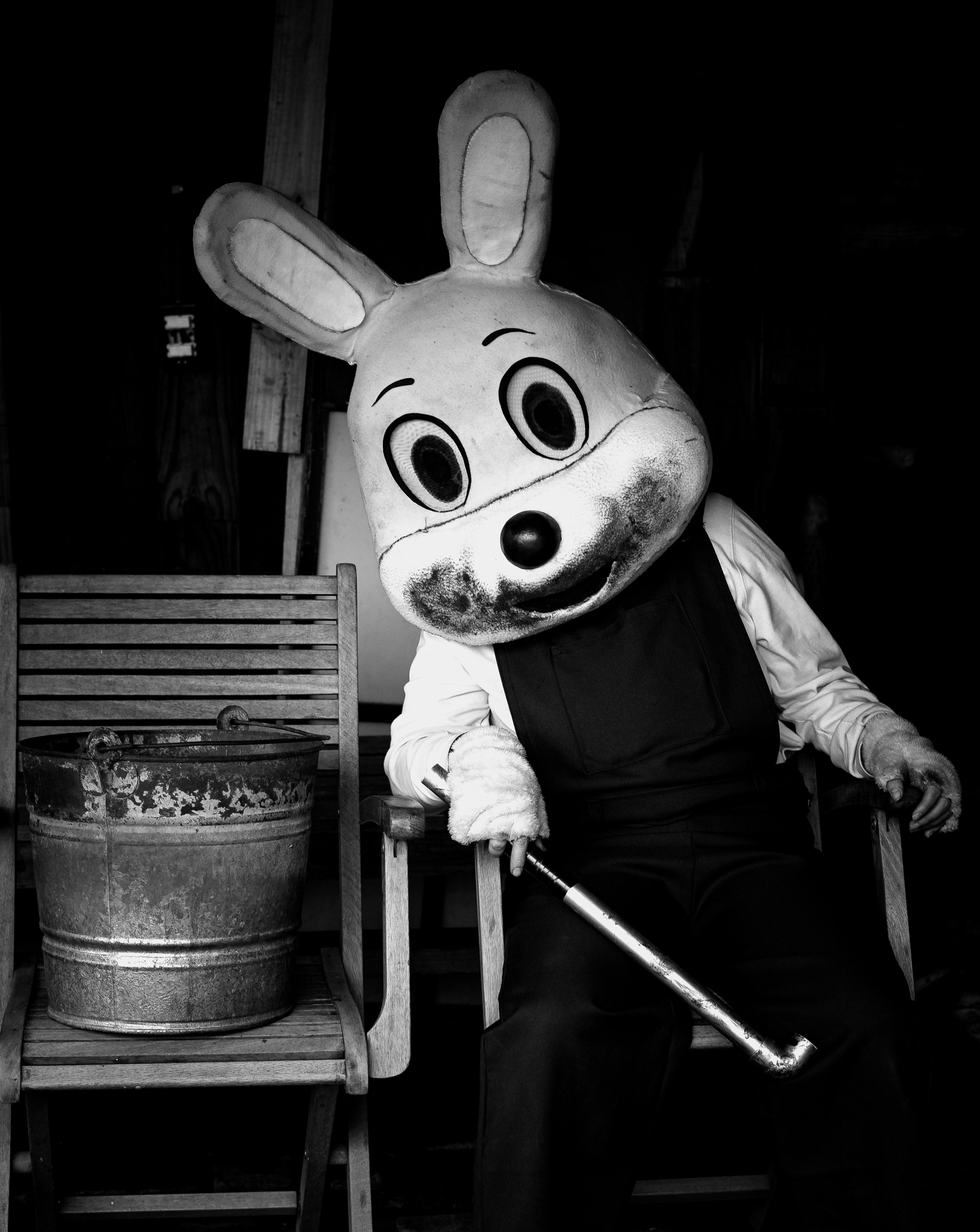 Rabbit Photos Photos, Download The BEST Free Rabbit Photos Stock Photos ...