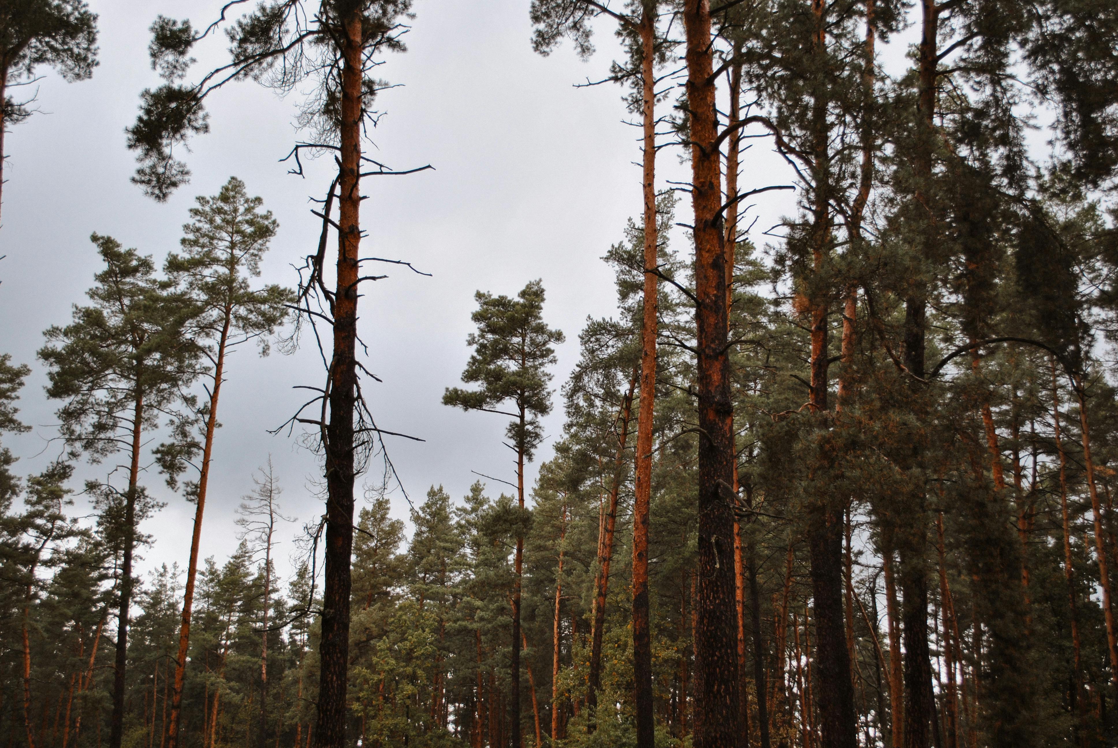 Tall Scenes Photos, Download The BEST Free Tall Scenes Stock Photos ...