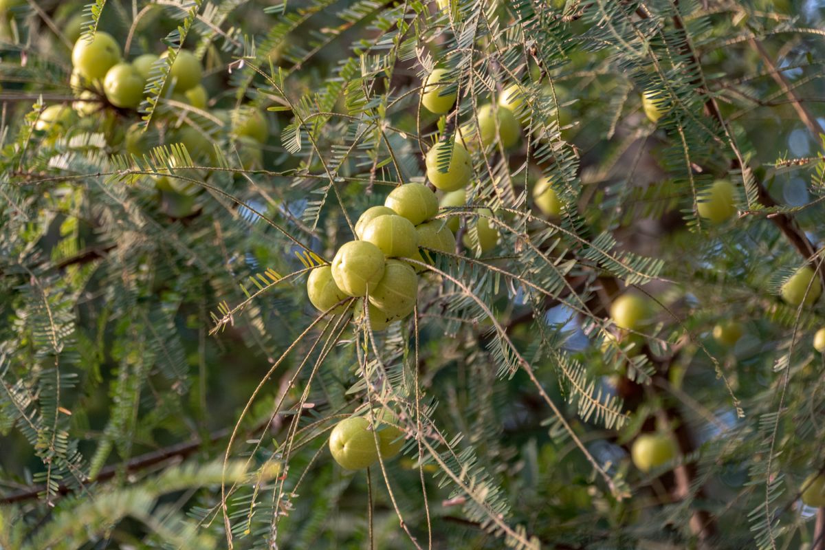 Indian Amla Photos, Download The BEST Free Indian Amla Stock Photos ...