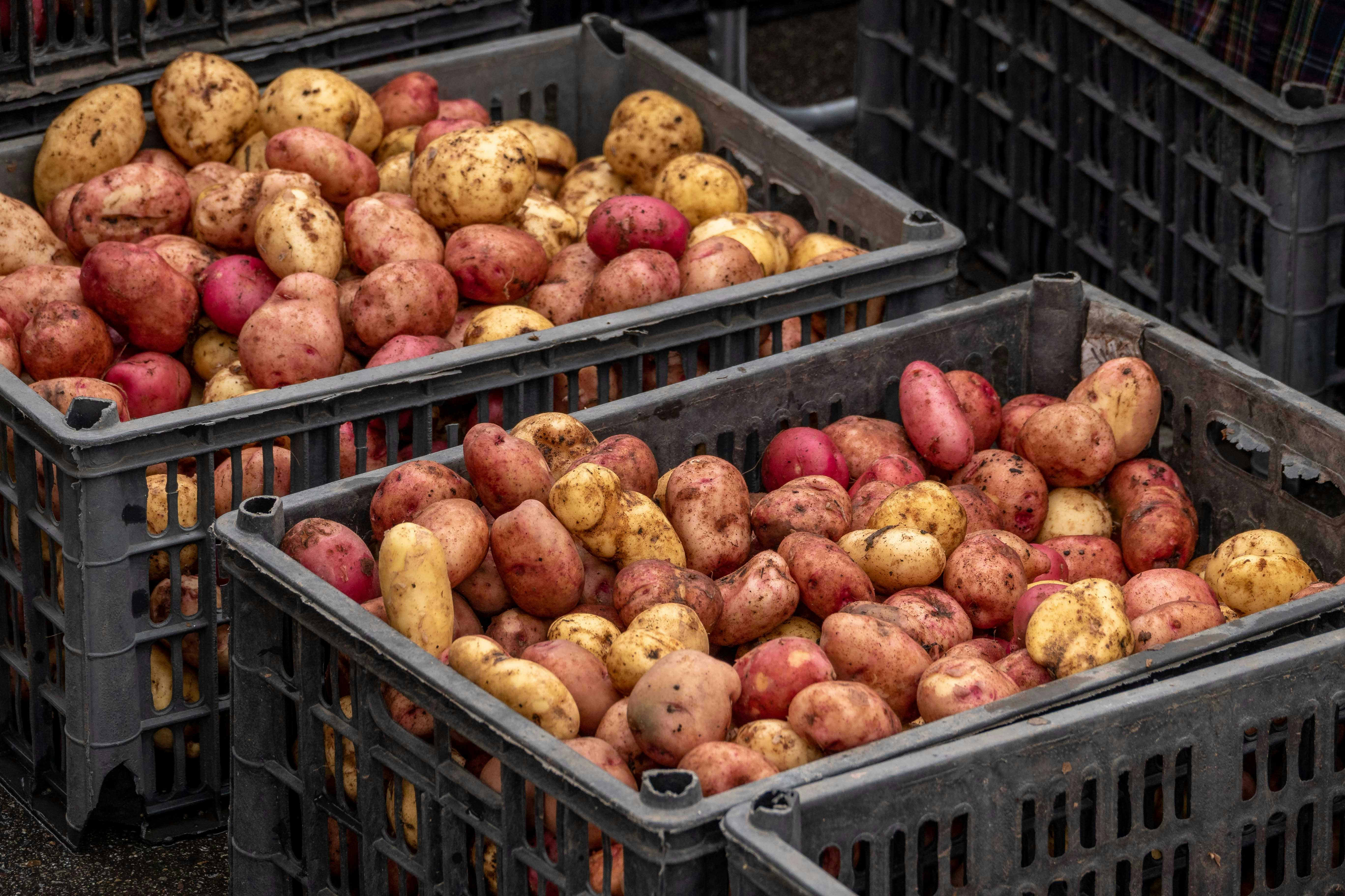 Harvested Potatoes in Plastic Crates · Free Stock Photo