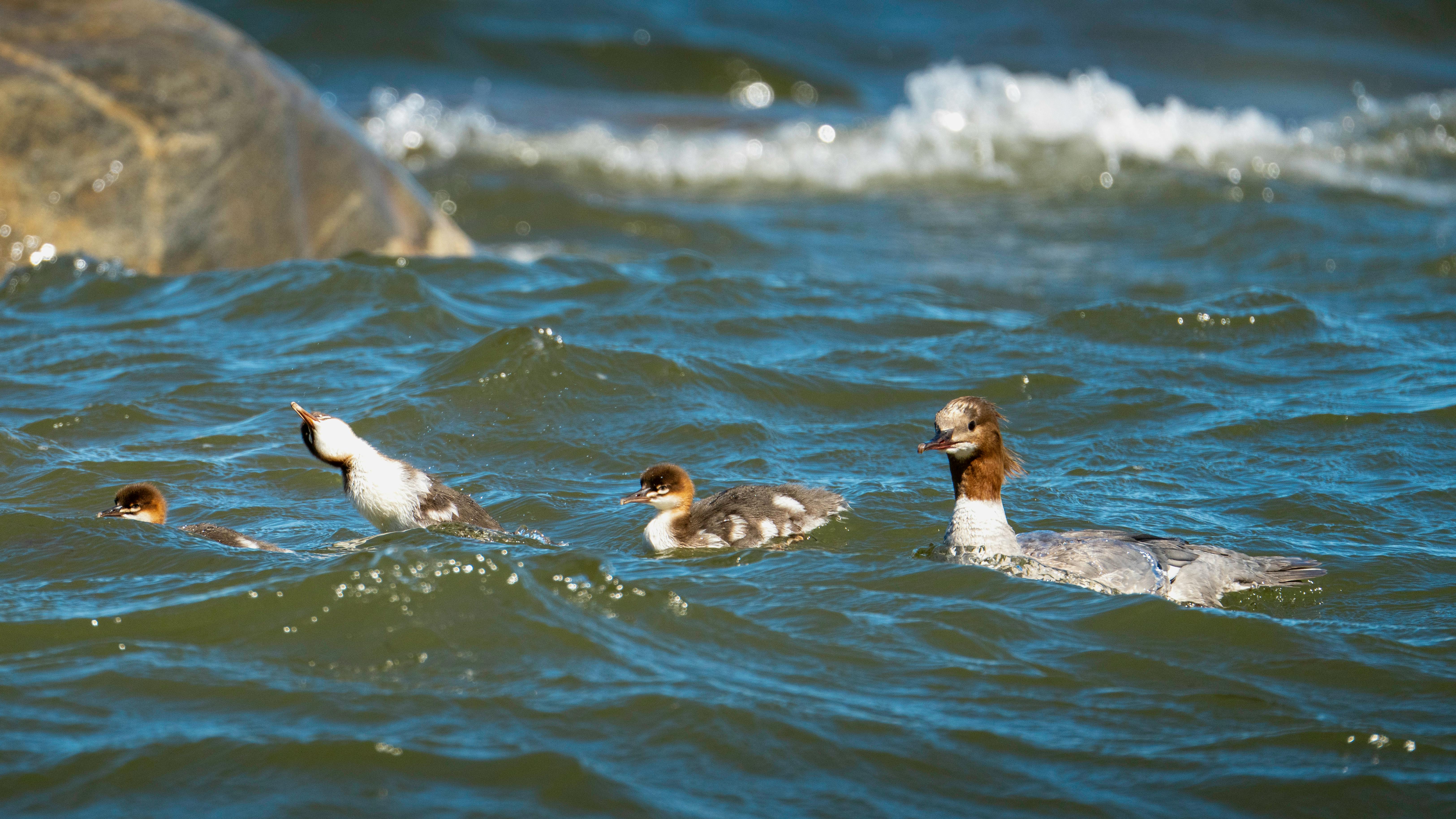 Familia De Serretas Comunes Nadando En El Río · Foto de stock gratuita