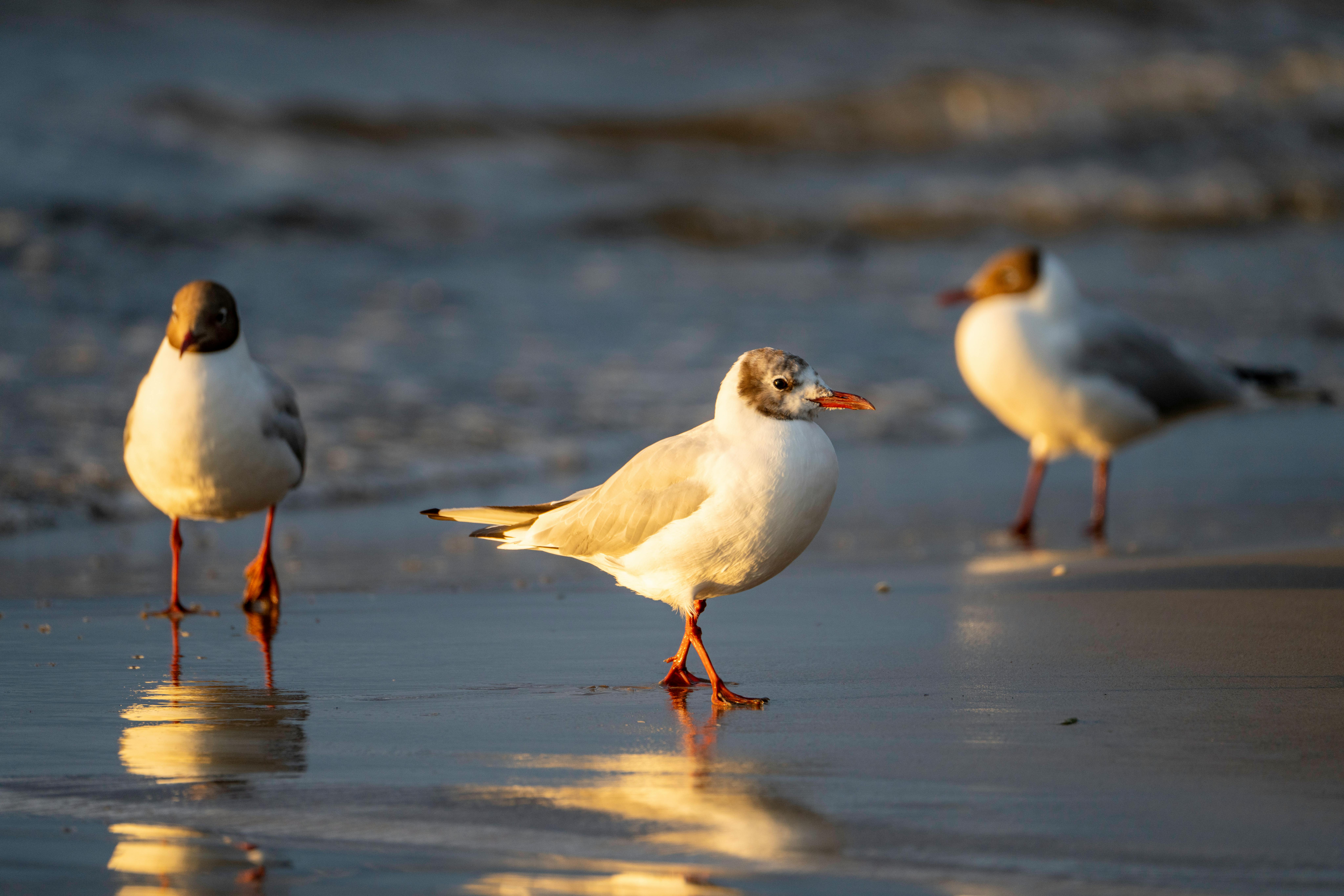 4k Wallpaper Wading Photos, Download The BEST Free 4k Wallpaper Wading ...