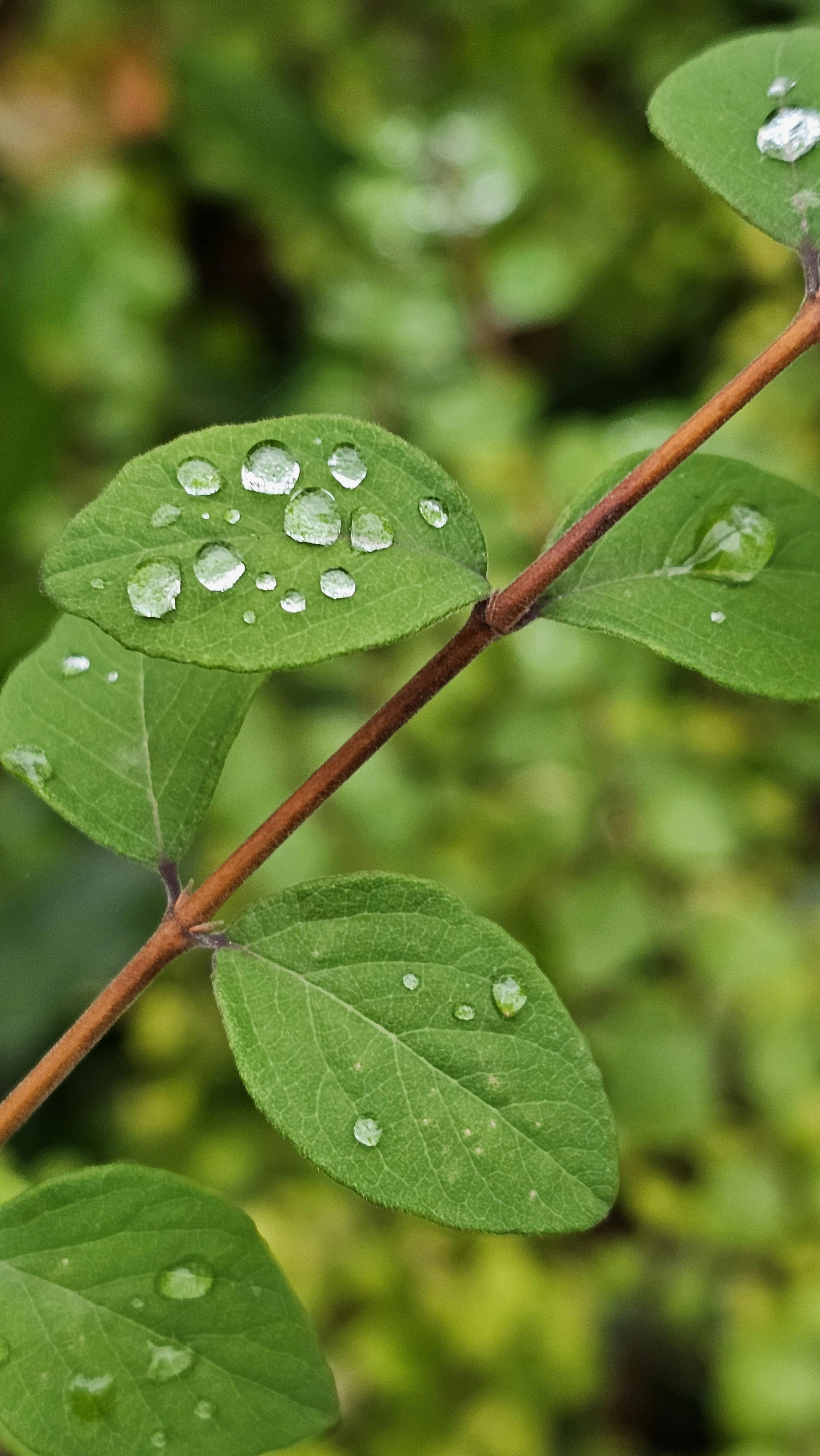 Close Up Embun Di Daun Hijau Di Belgia · Foto Stok Gratis