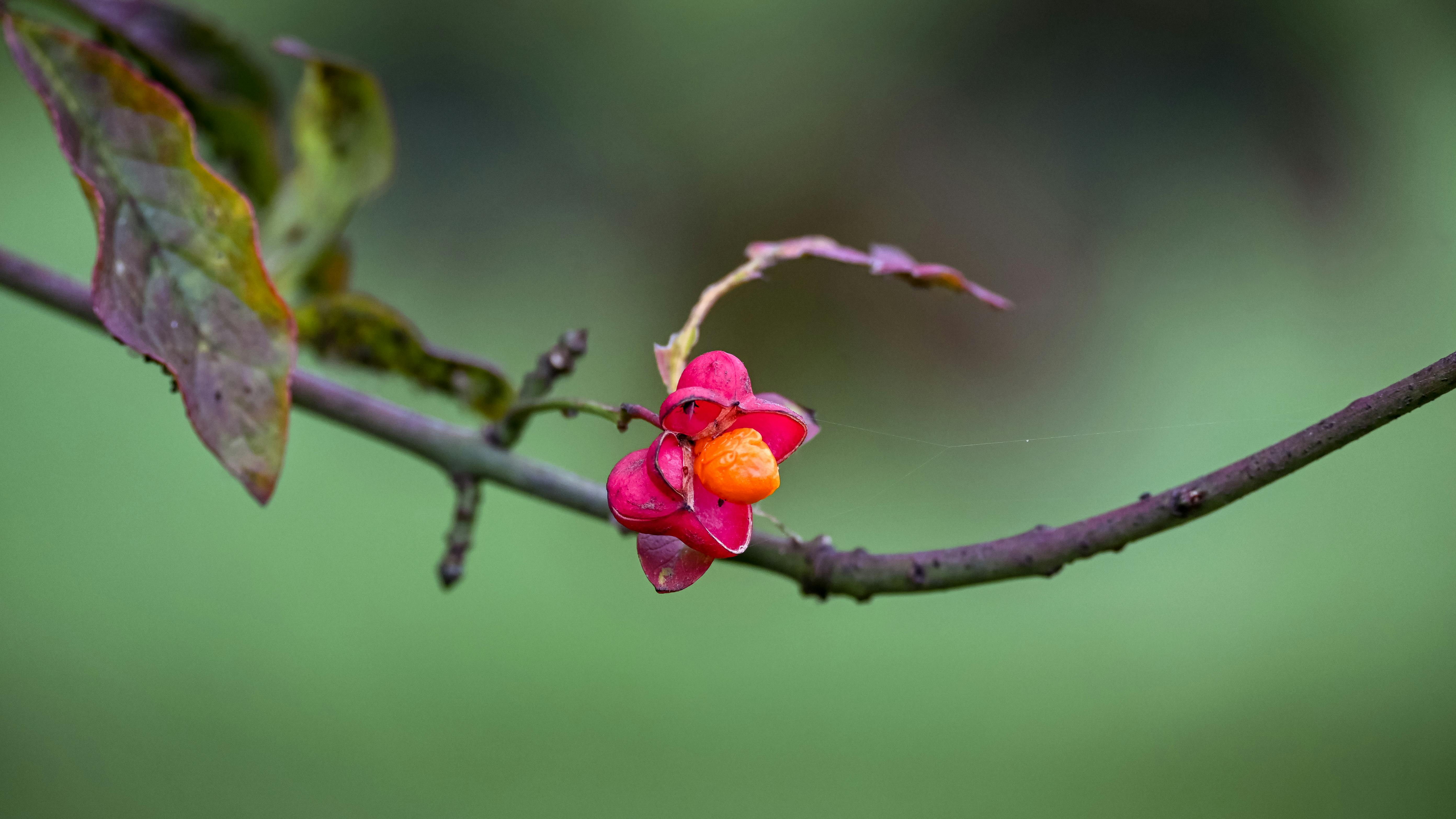 Spindle Tree Photos, Download The BEST Free Spindle Tree Stock Photos ...