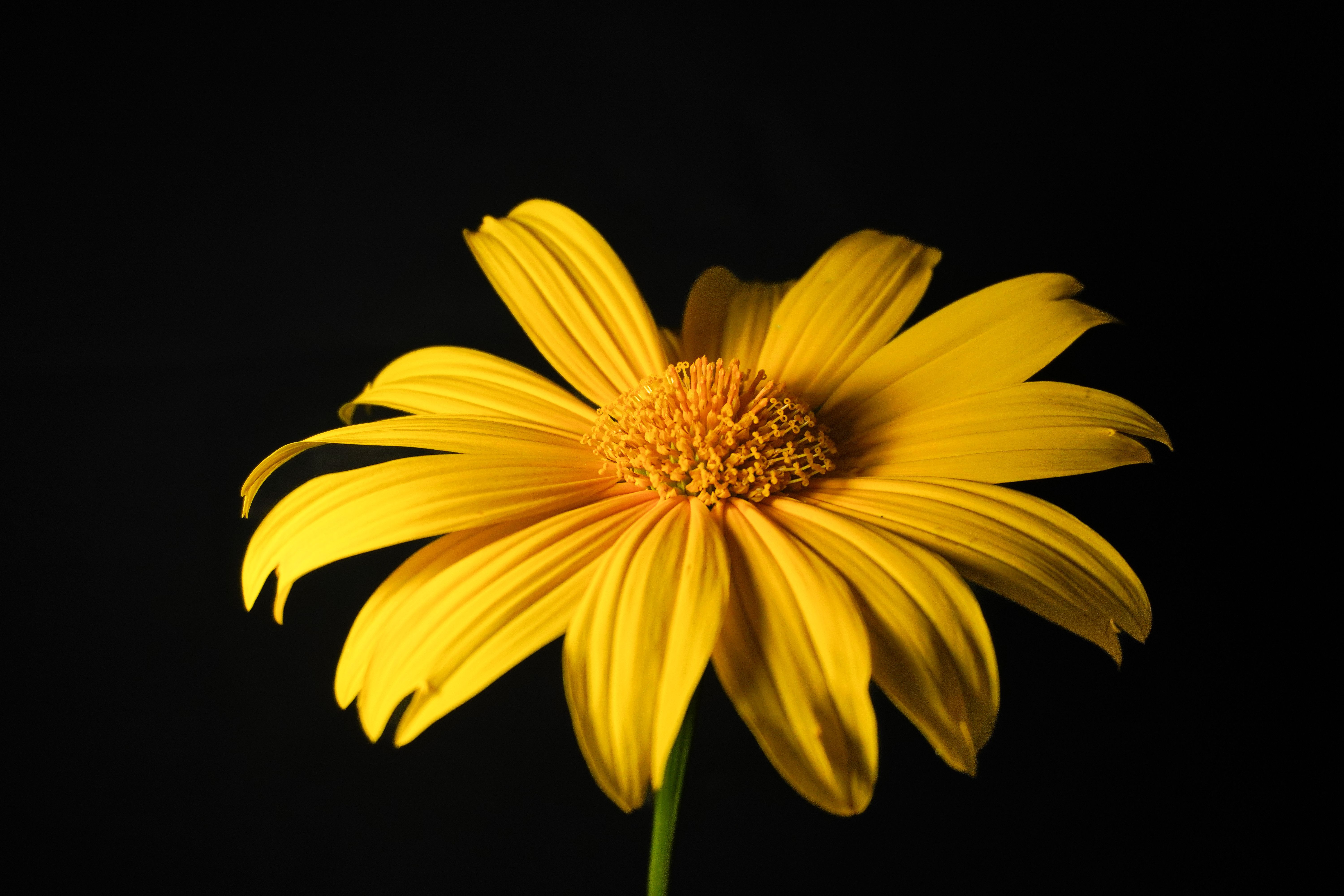 Close-up of Yellow Wildflower on Black Background · Free Stock Photo