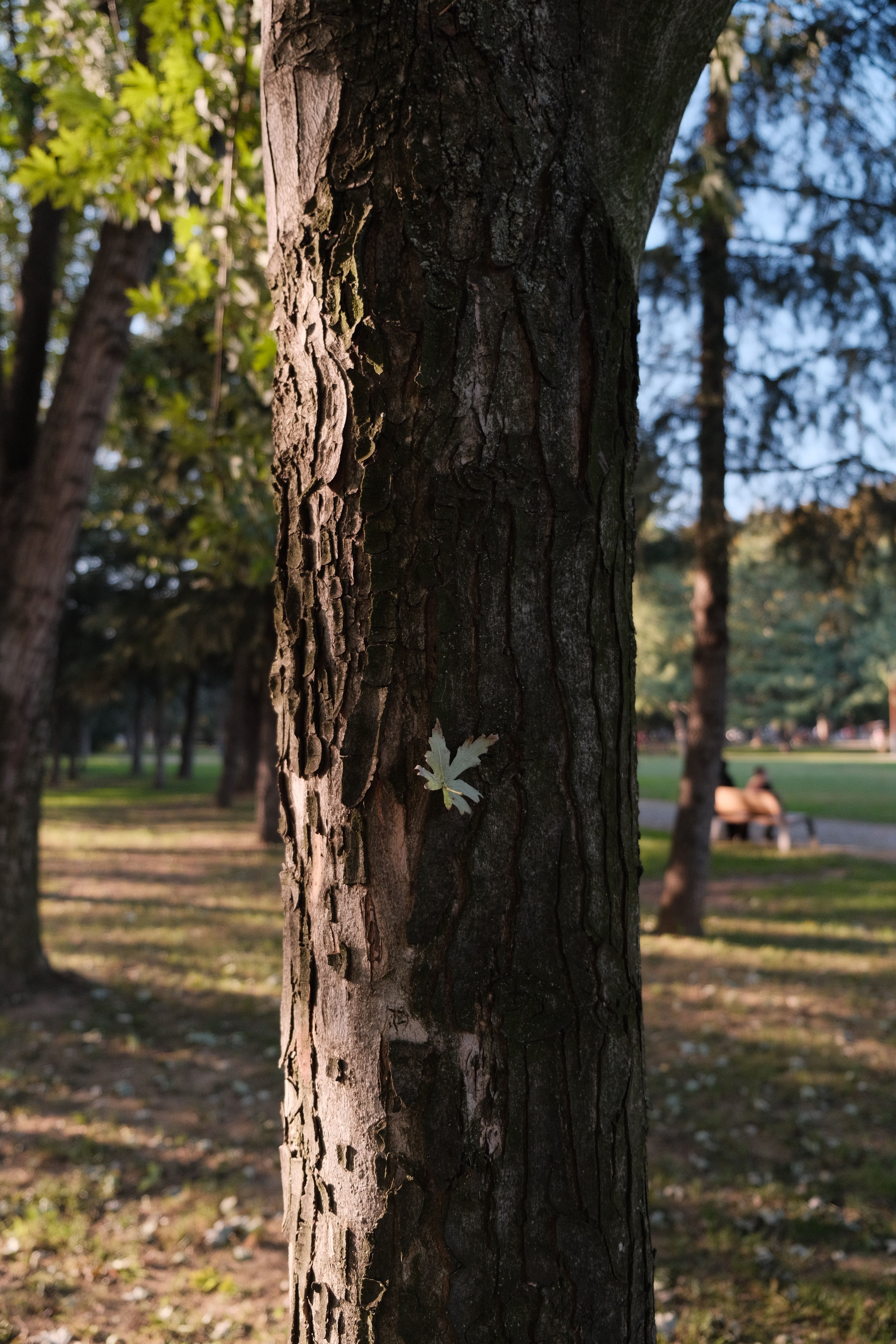 Escena Tranquila En Un Parque Con Un árbol En Primer Plano · Foto de ...