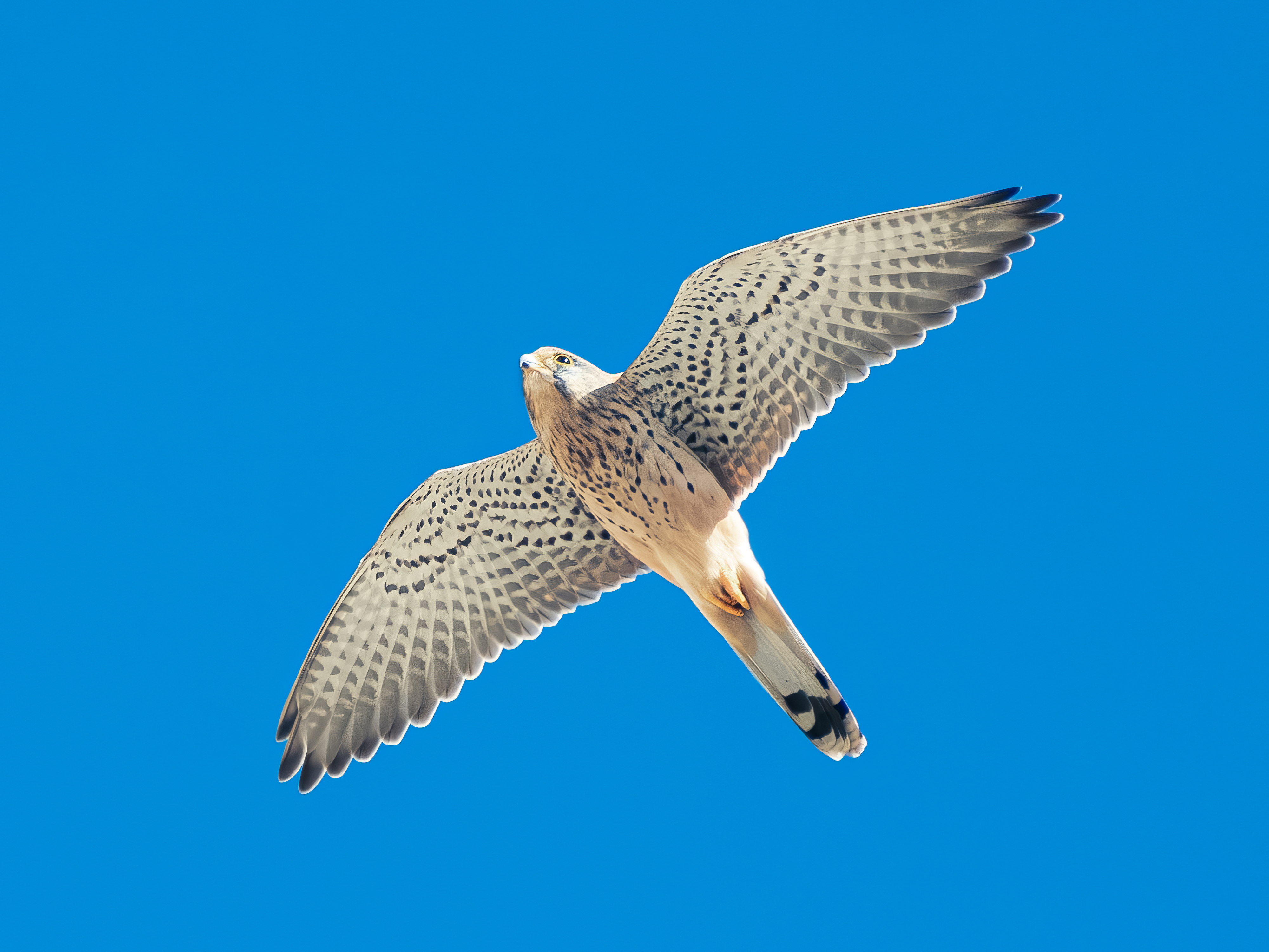 Kestrel in Flight Against a Clear Blue Sky · Free Stock Photo