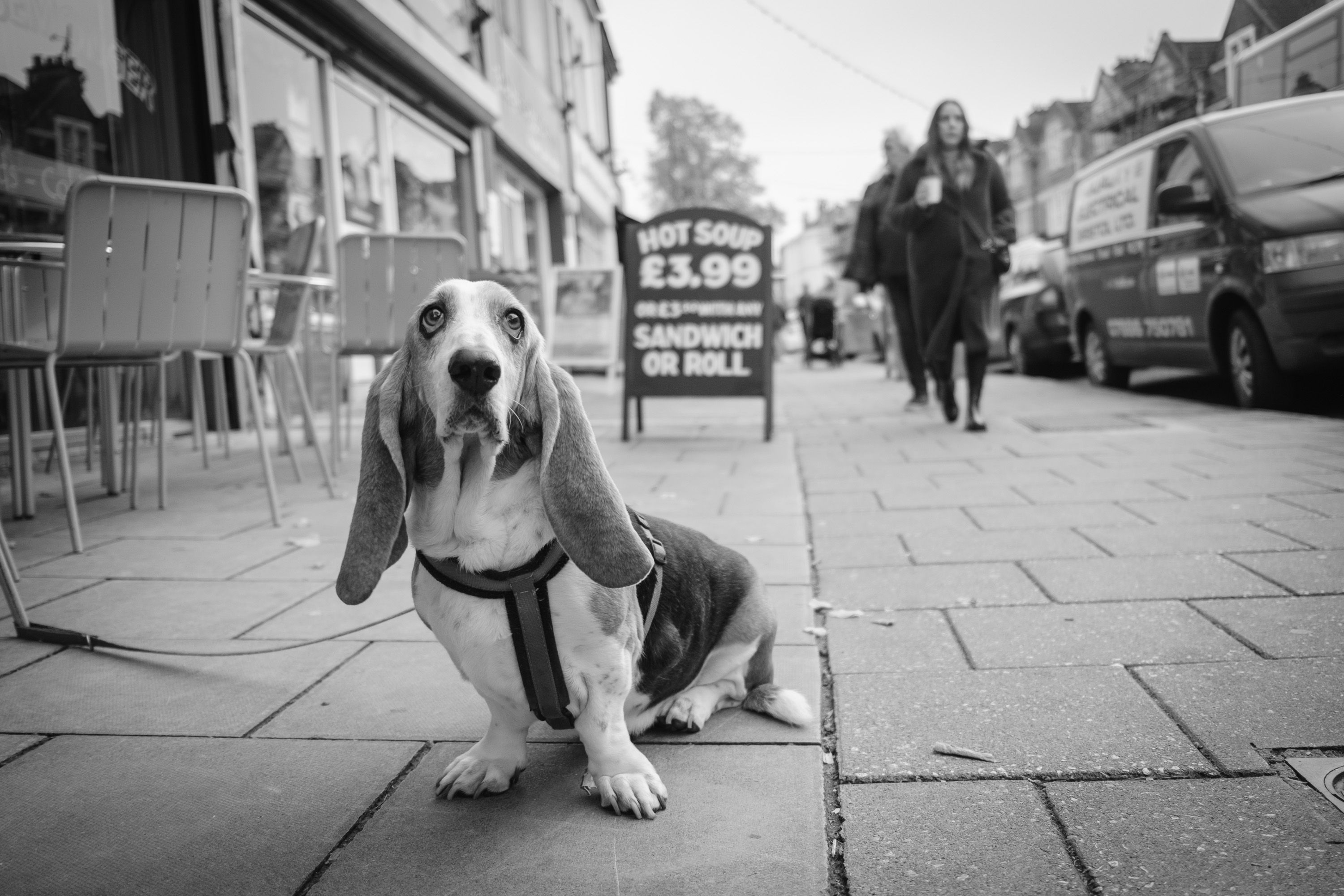 Basset Hound on Bristol Street in Black and White · Free Stock Photo