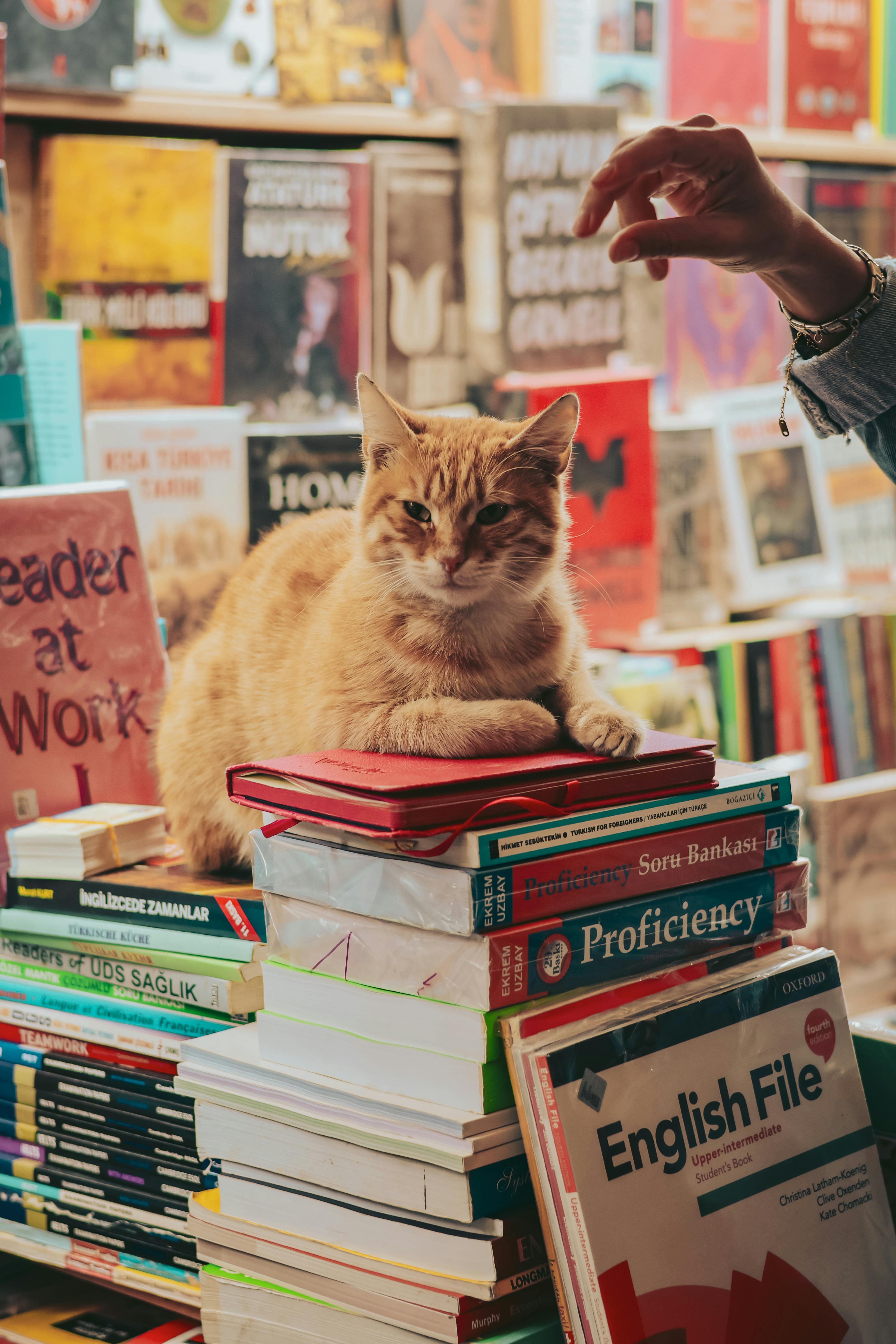 Cozy Cat Resting on Books in Bookstore · Free Stock Photo