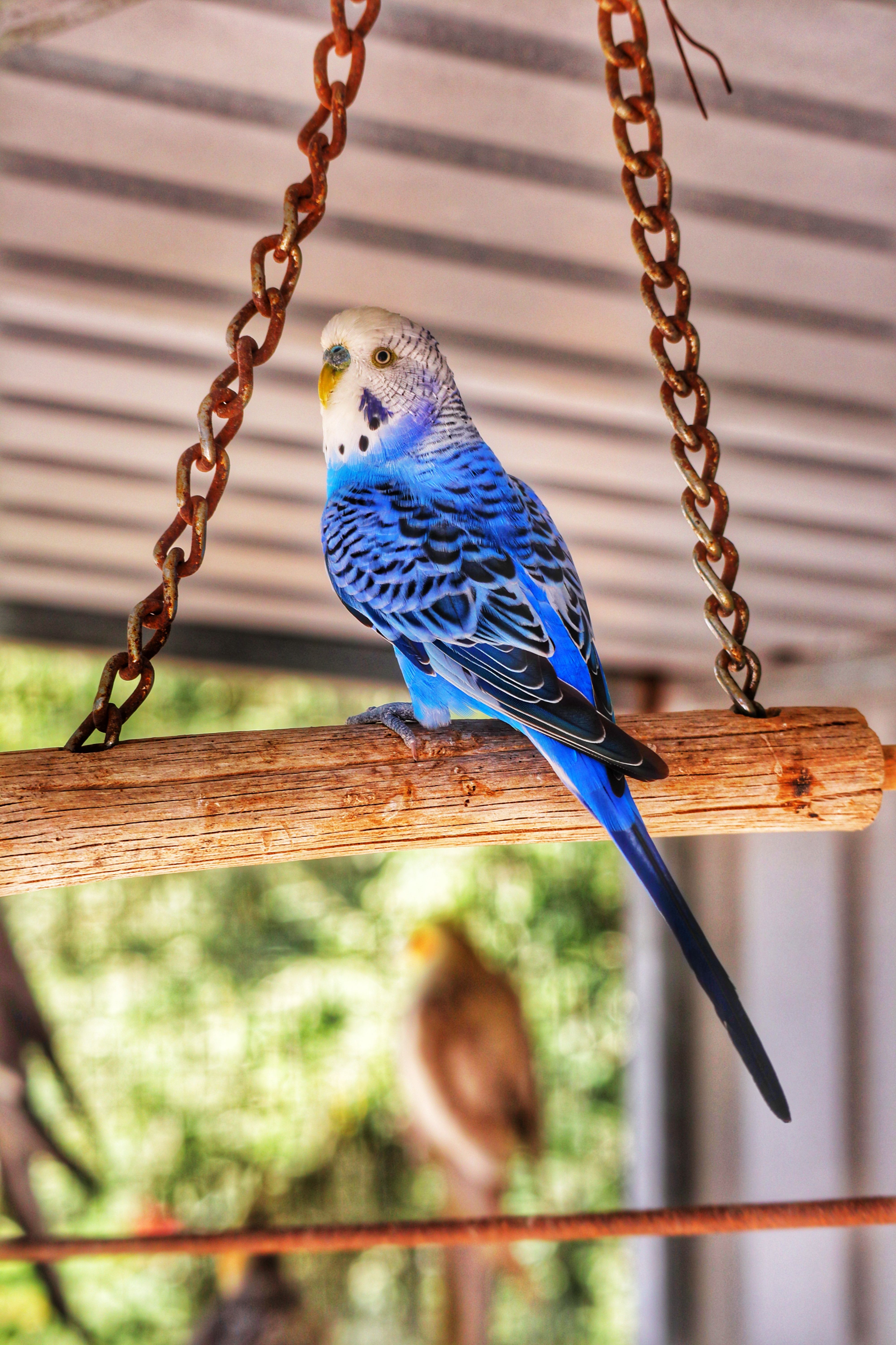 Pájaro Azul · Foto de stock gratuita
