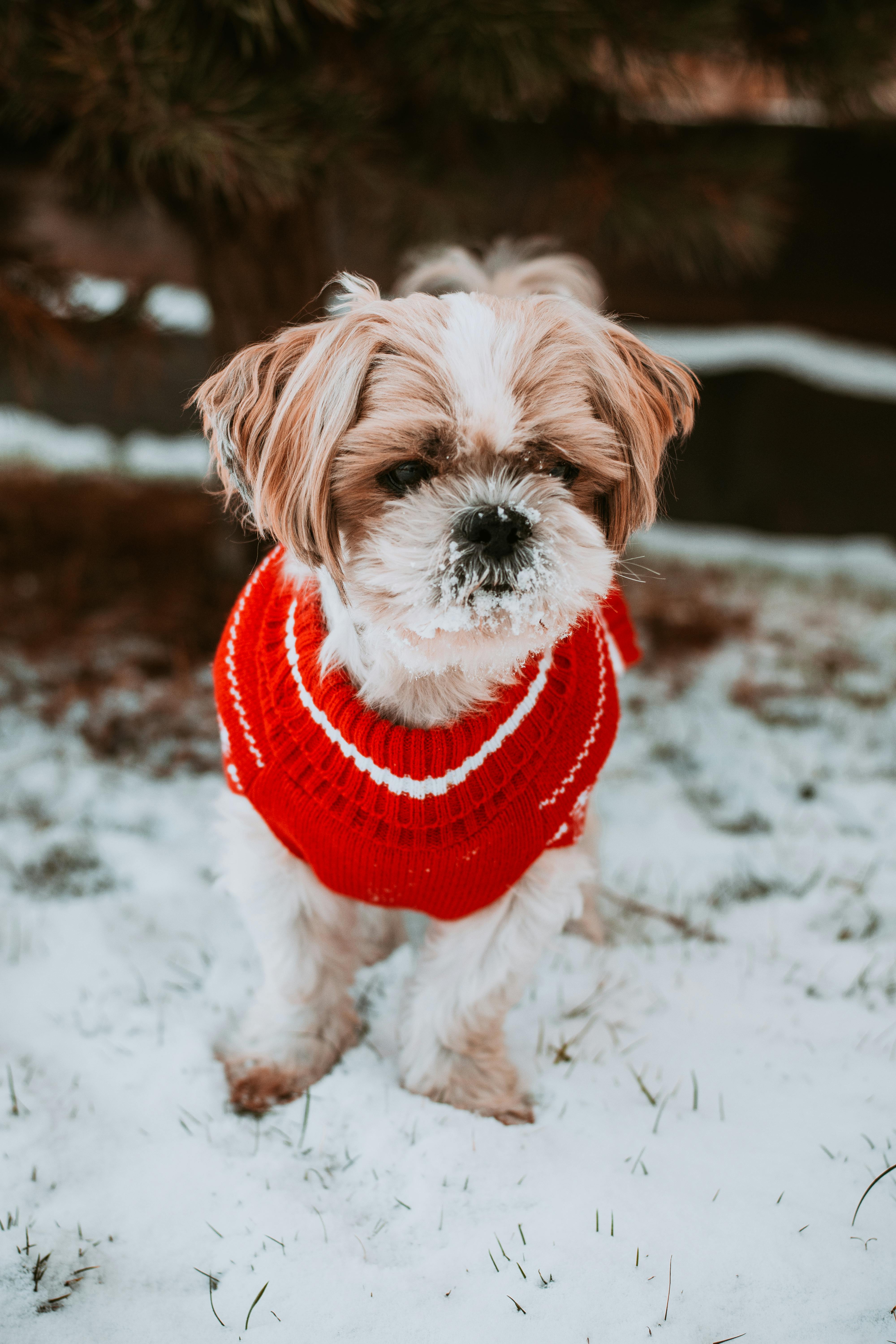 Cute Shih Tzu in Red Sweater on Snowy Ground · Free Stock Photo