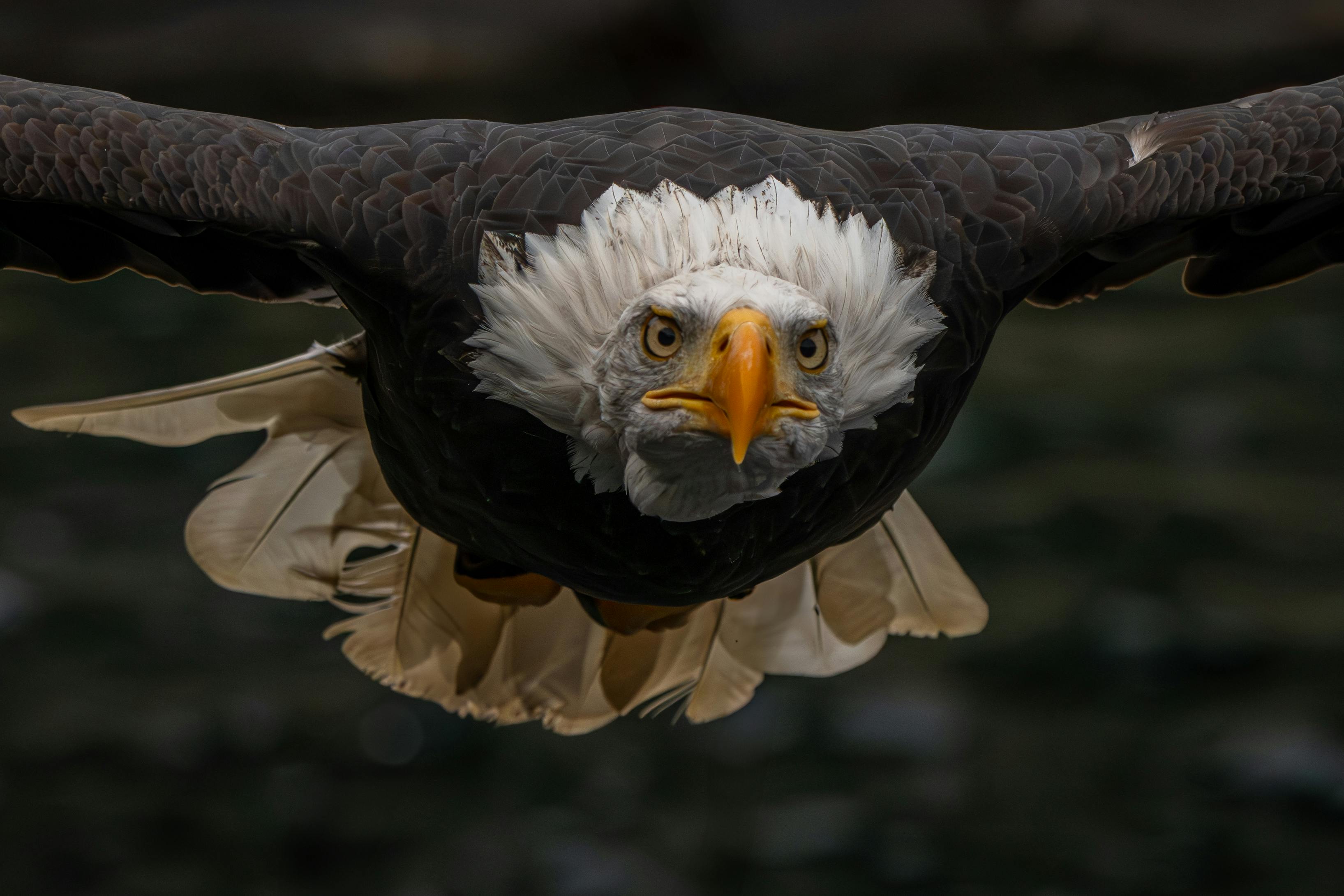 Majestic Bald Eagle in Mid-Flight Close-Up · Free Stock Photo