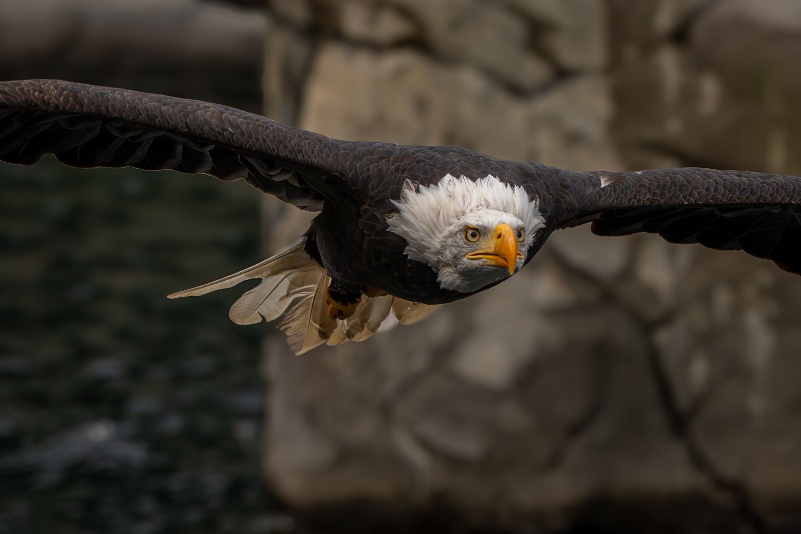 Eagle In Flight Photos, Download The BEST Free Eagle In Flight Stock ...