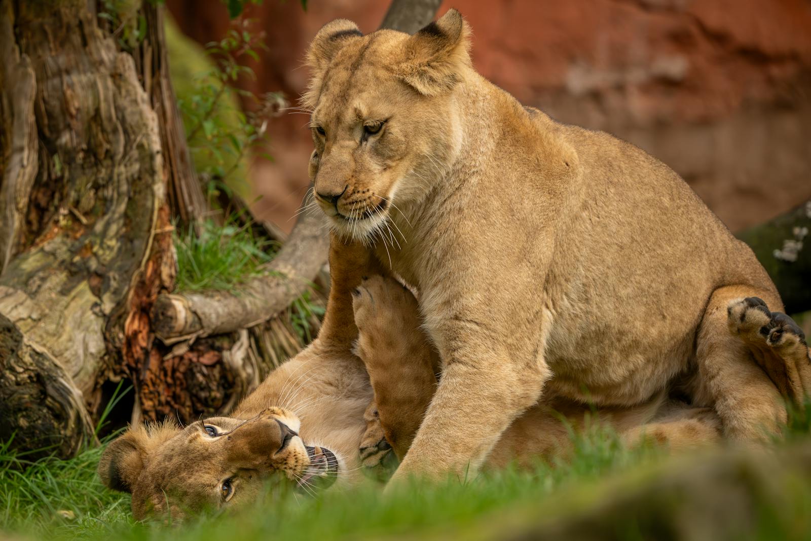 Lion Cubs Photos, Download The BEST Free Lion Cubs Stock Photos & HD Images