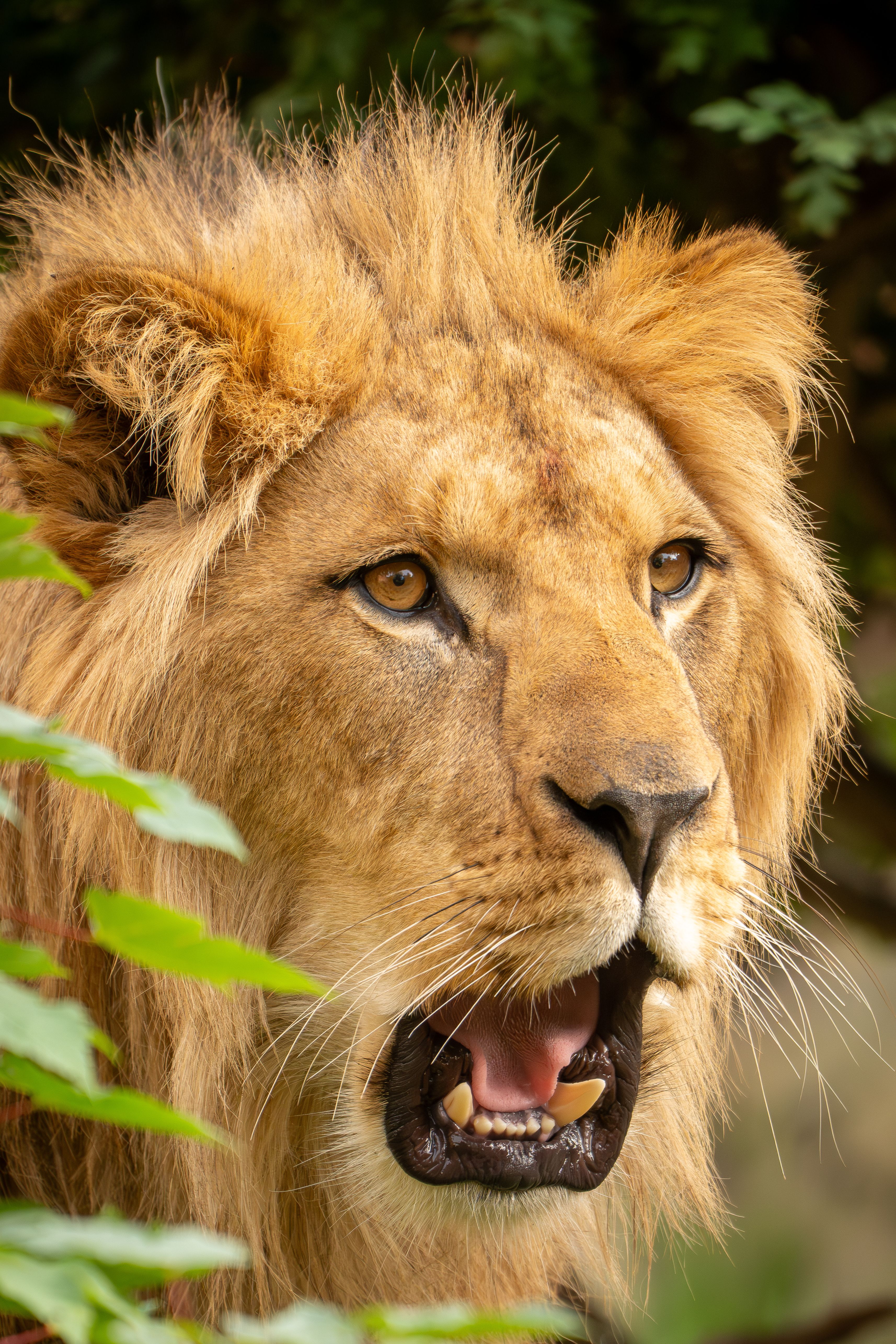 Close-Up Portrait of a Majestic Lion in the Wilderness · Free Stock Photo