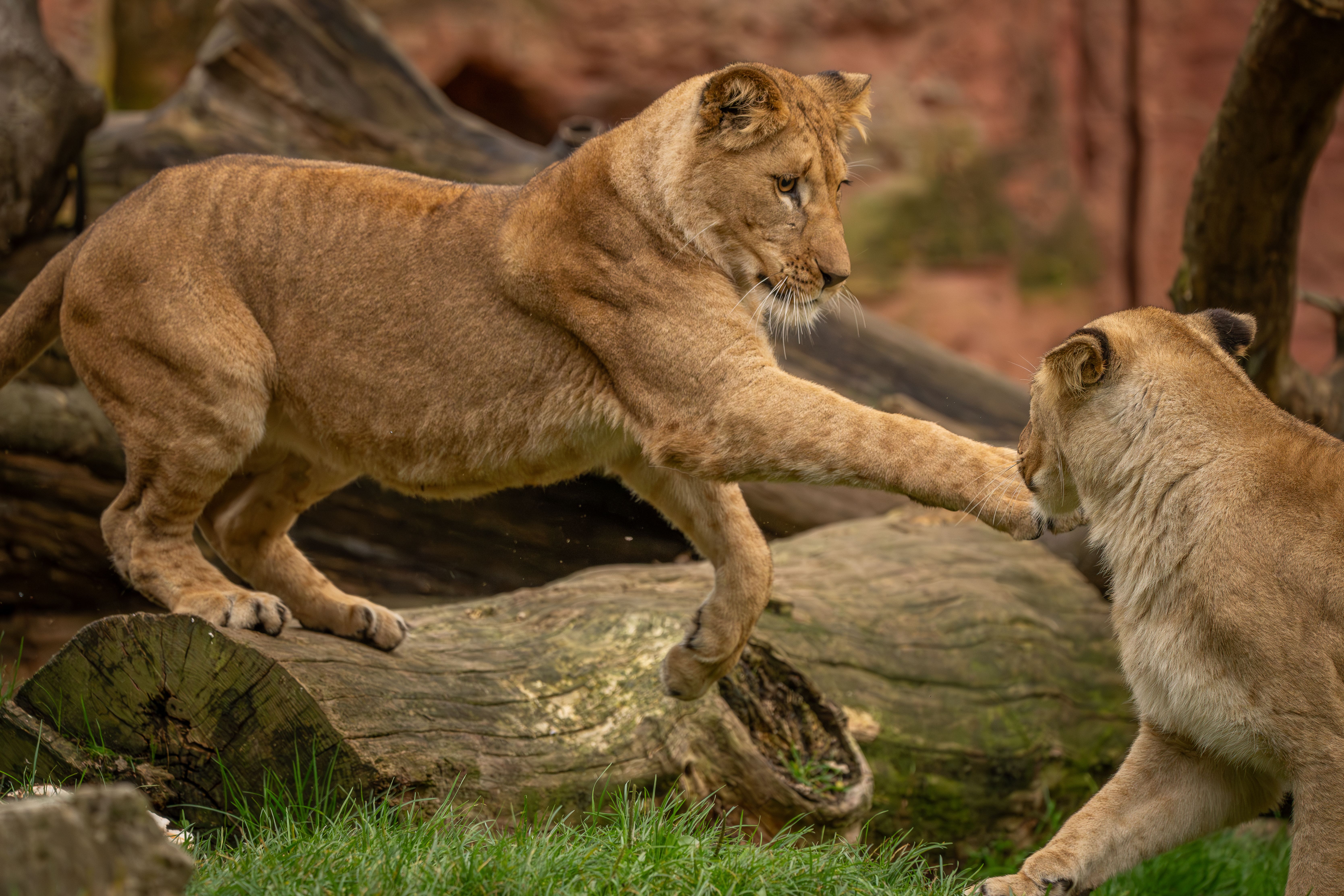 Young Lions Playful Interaction in Nature · Free Stock Photo