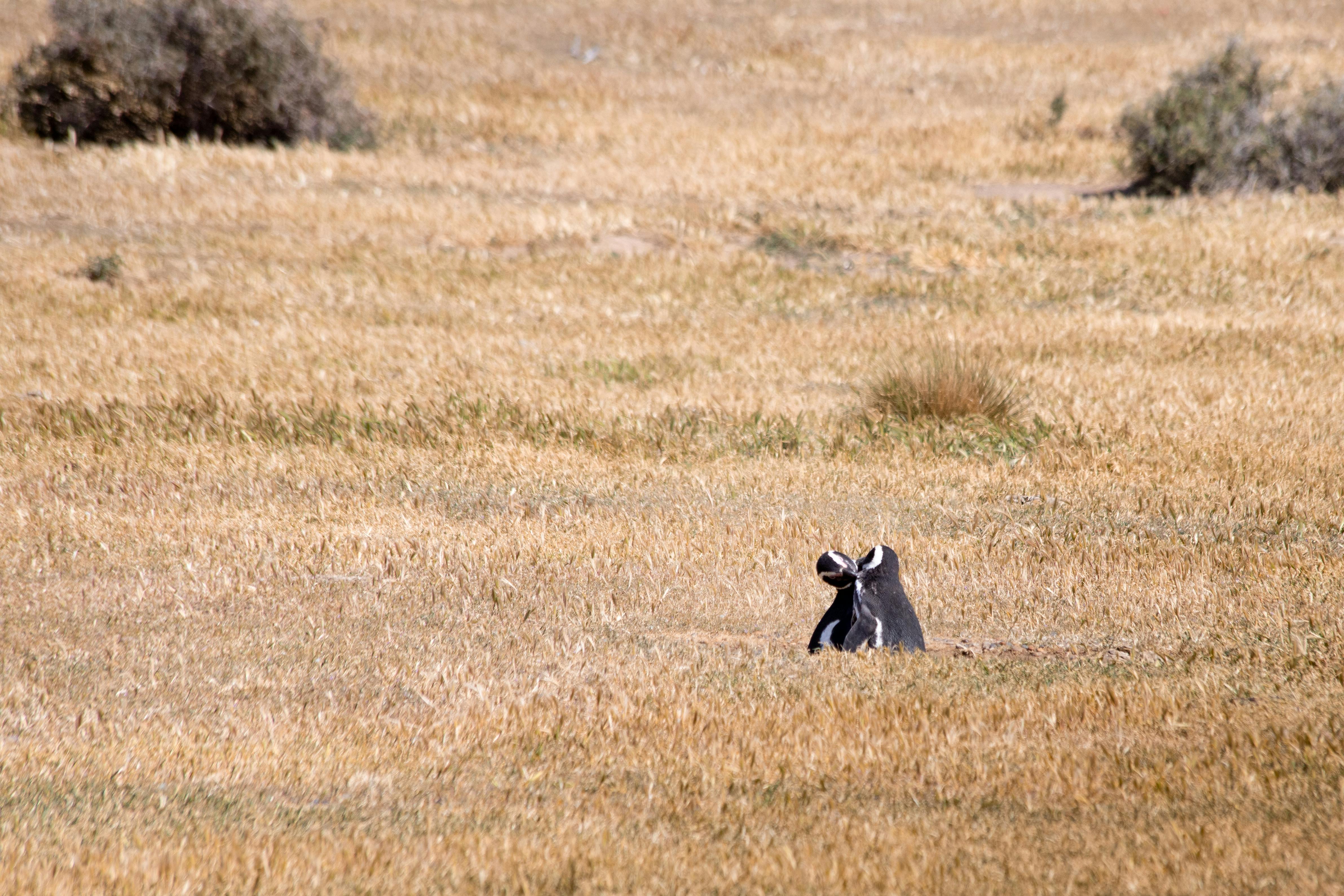 Die besten Valding-Fotos · Kostenlos Downloaden · Pexels Stock-Fotos