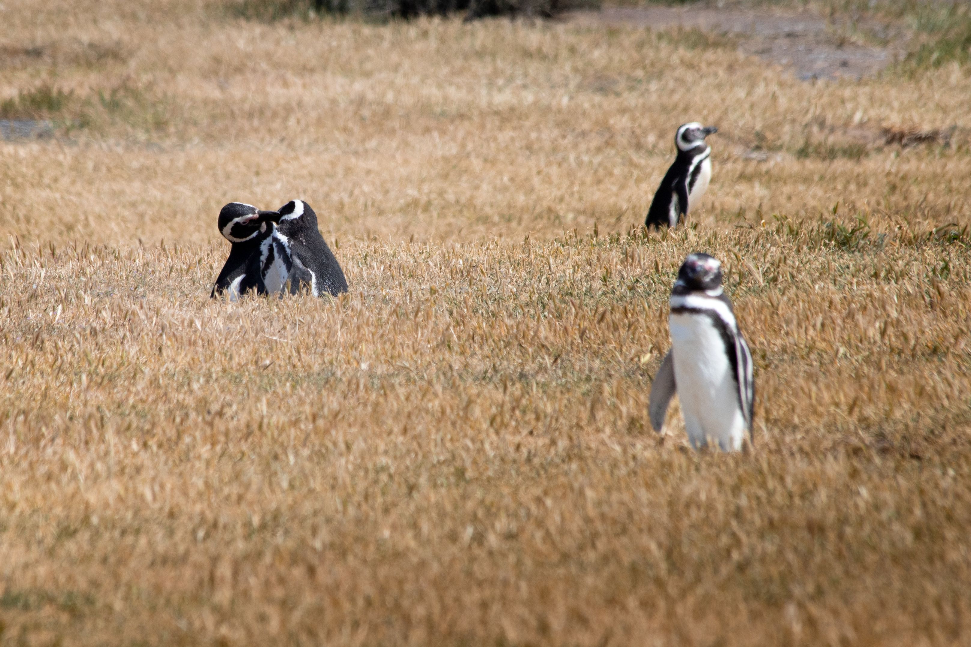 Penguin Mating Photos, Download The BEST Free Penguin Mating Stock ...