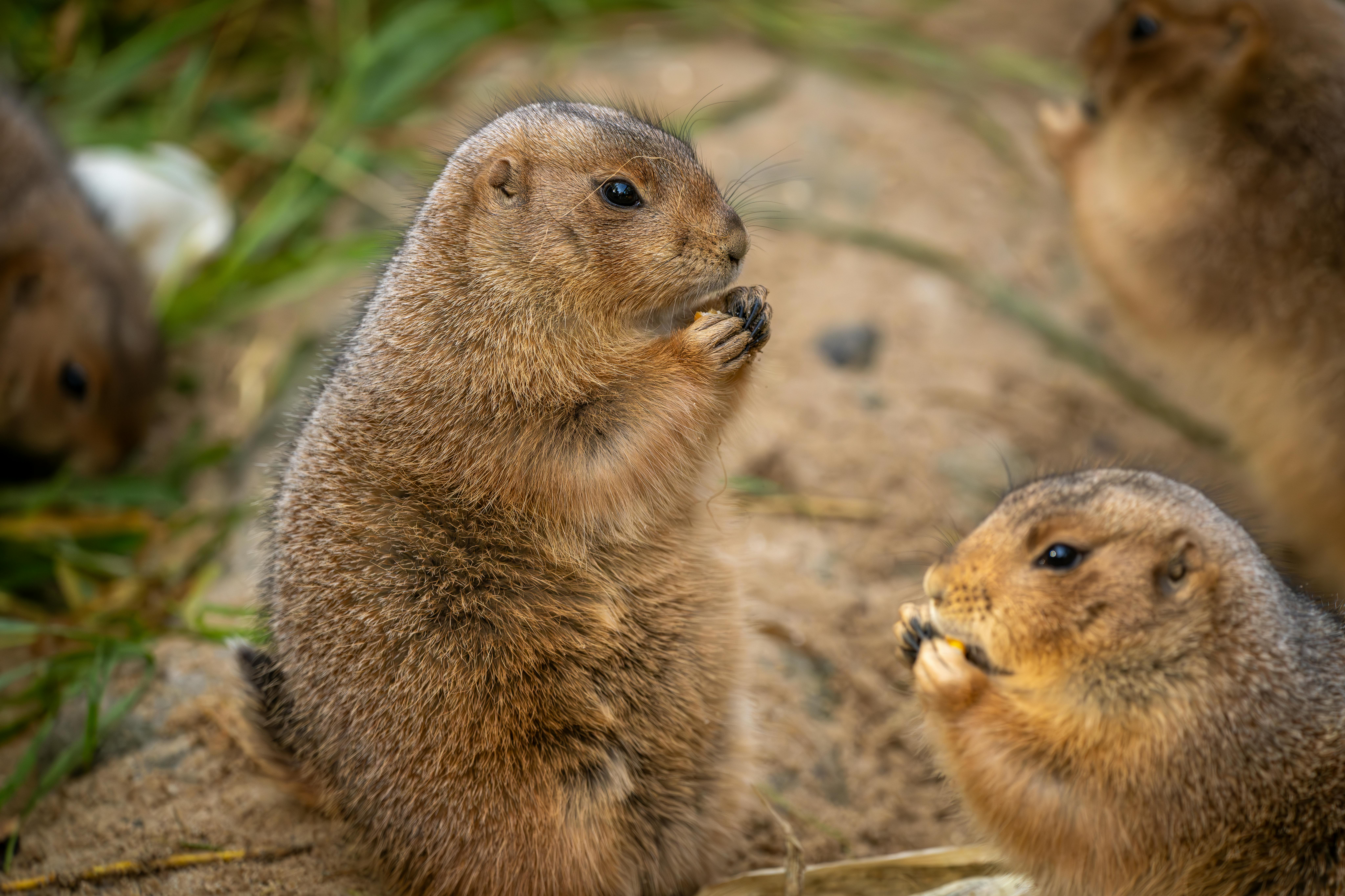 Ground Rodents Photos, Download The BEST Free Ground Rodents Stock ...