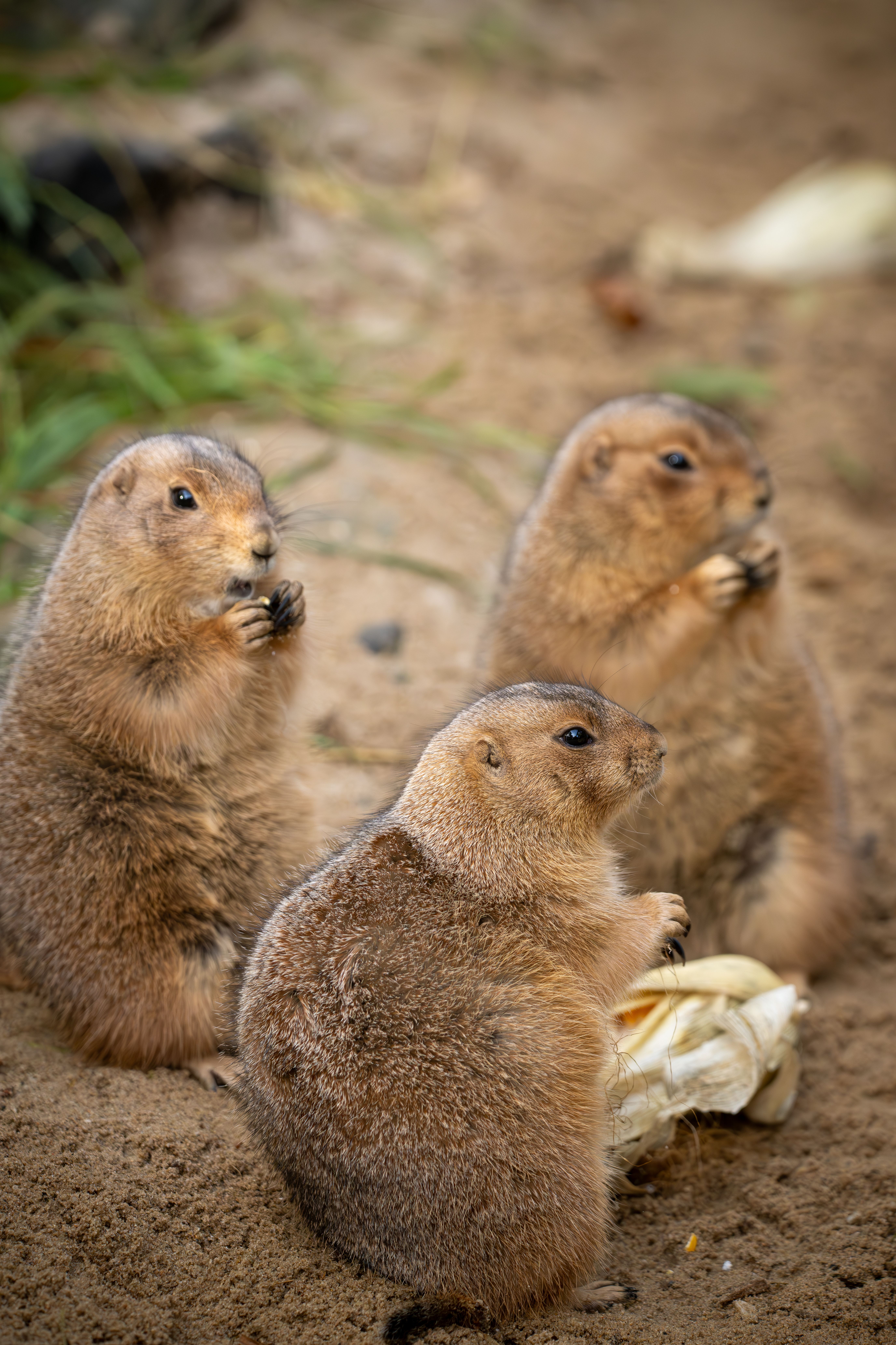 Animal With Food Photos, Download The BEST Free Animal With Food Stock ...