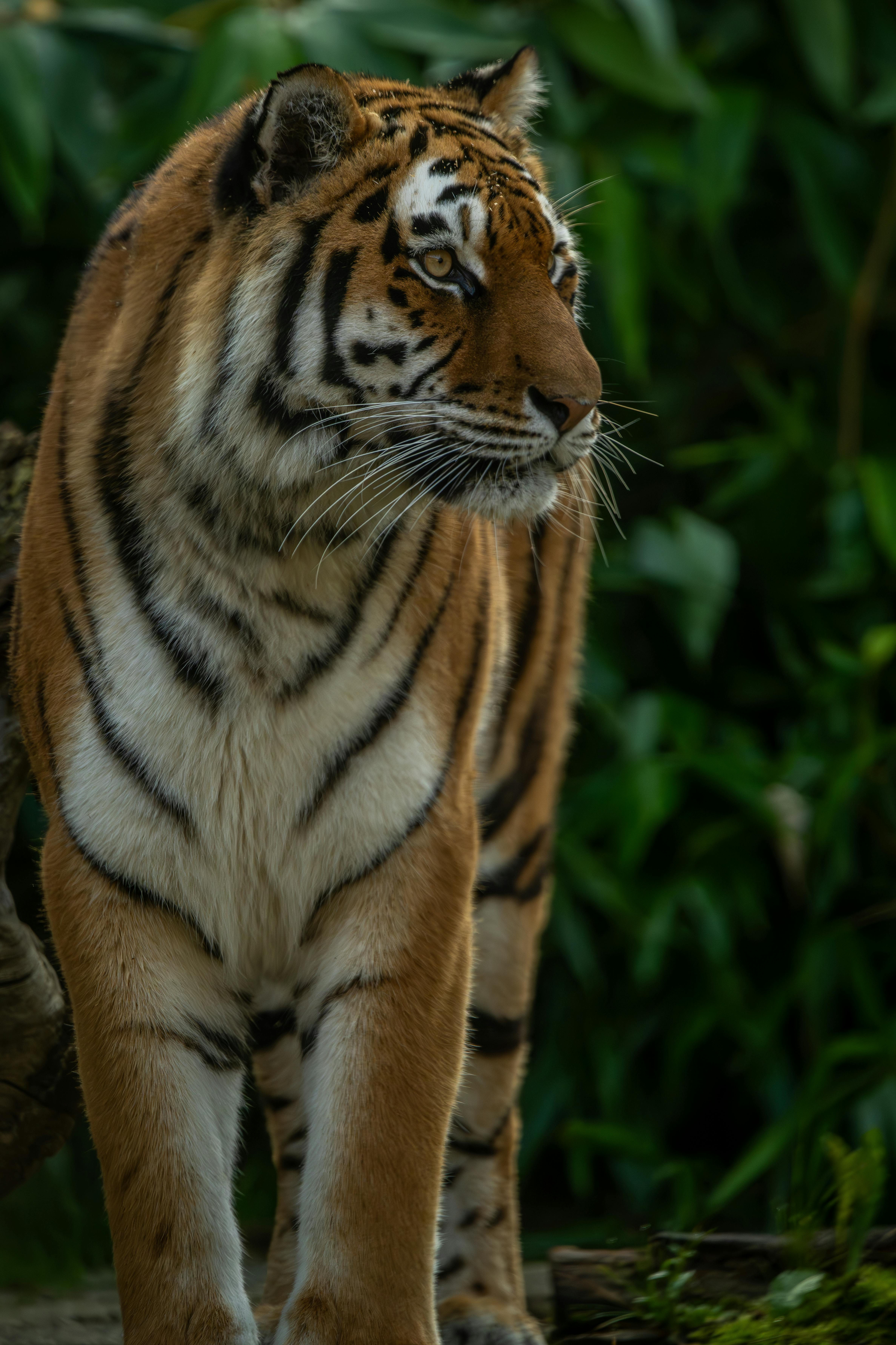 Brown Tiger · Free Stock Photo