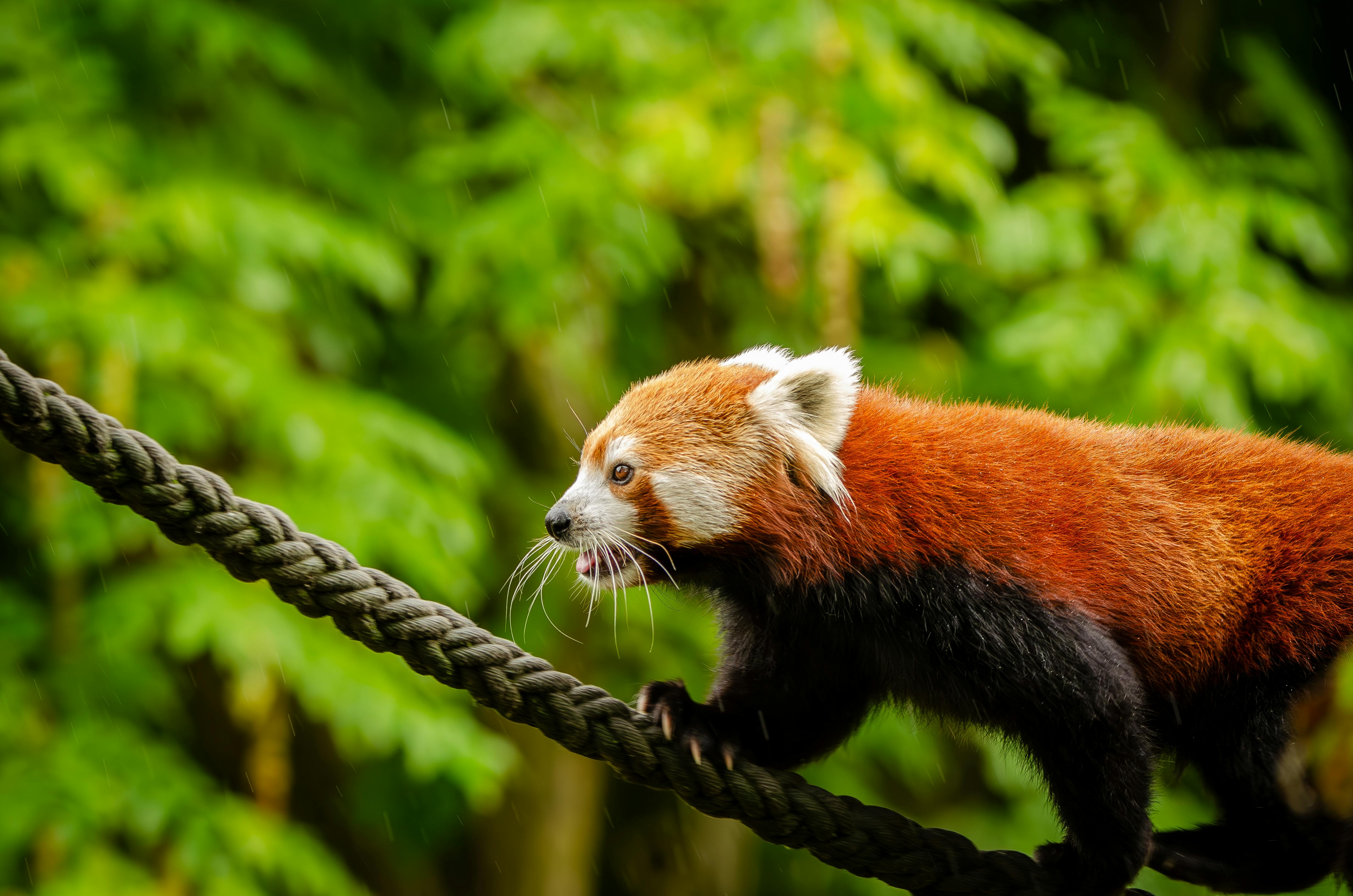 Red Panda Balancing on Rope in Lush Forest · Free Stock Photo