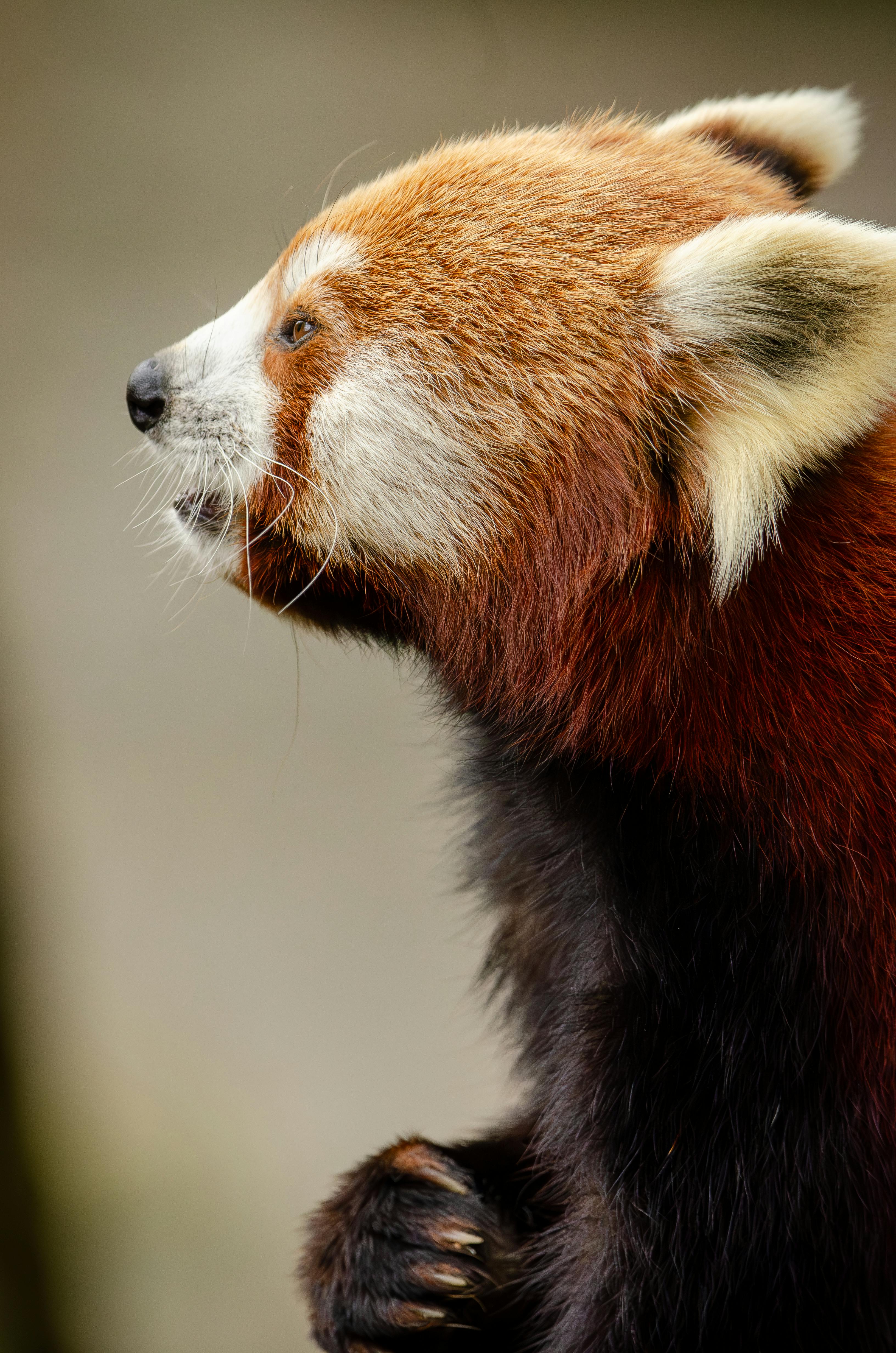 Shy Behavior Photos, Download The BEST Free Shy Behavior Stock Photos ...