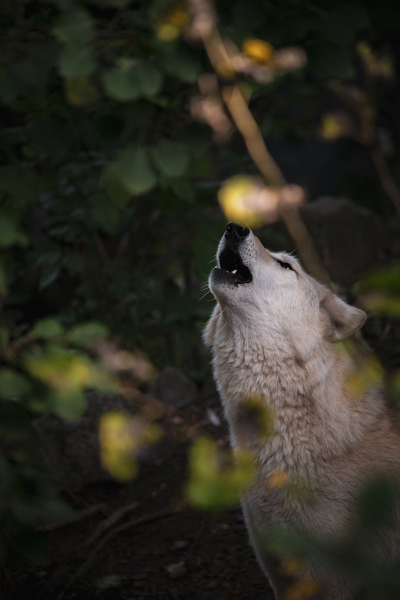 Wolf Howling Photos, Download The BEST Free Wolf Howling Stock Photos ...
