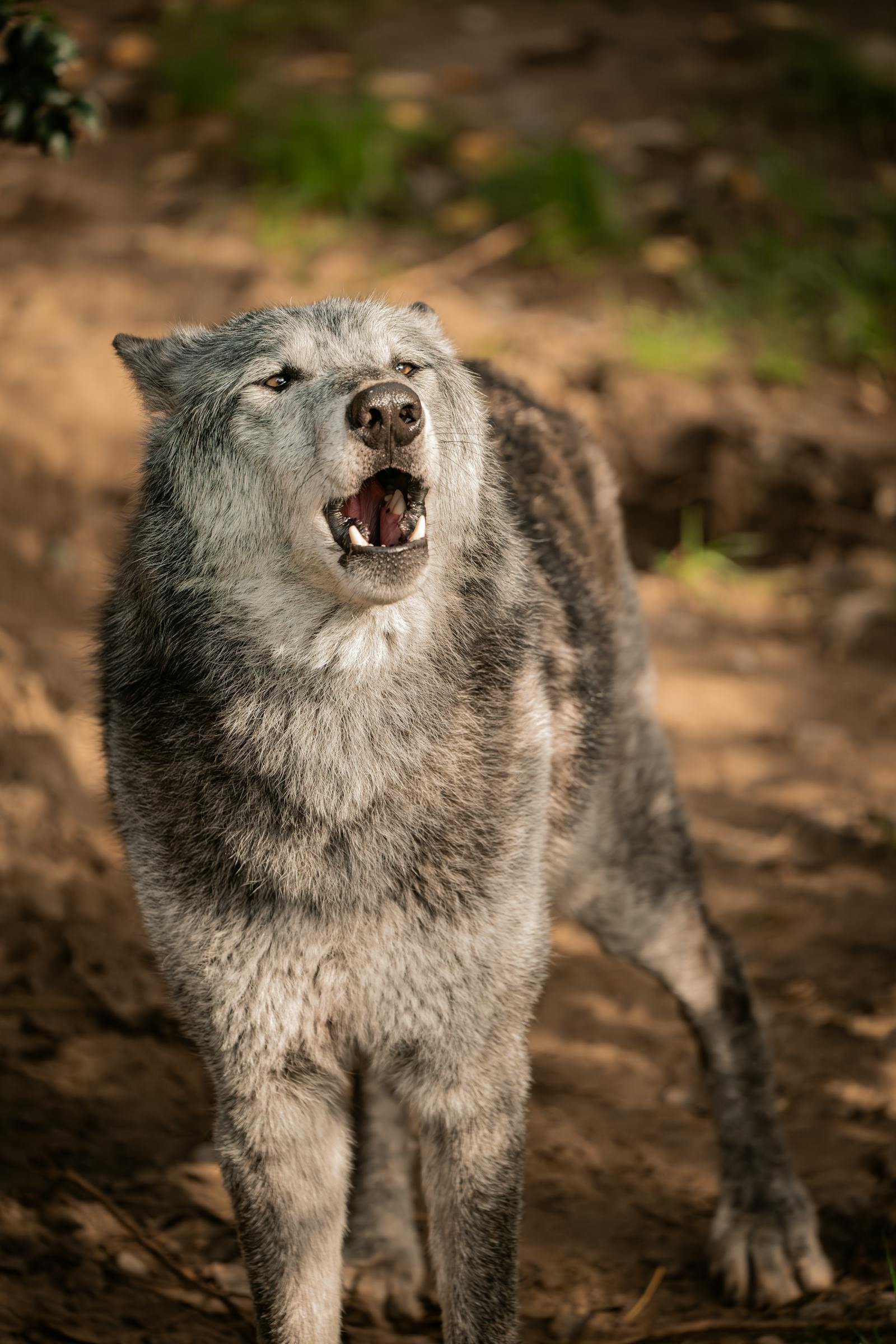 Wolf Howling Photos, Download The BEST Free Wolf Howling Stock Photos ...