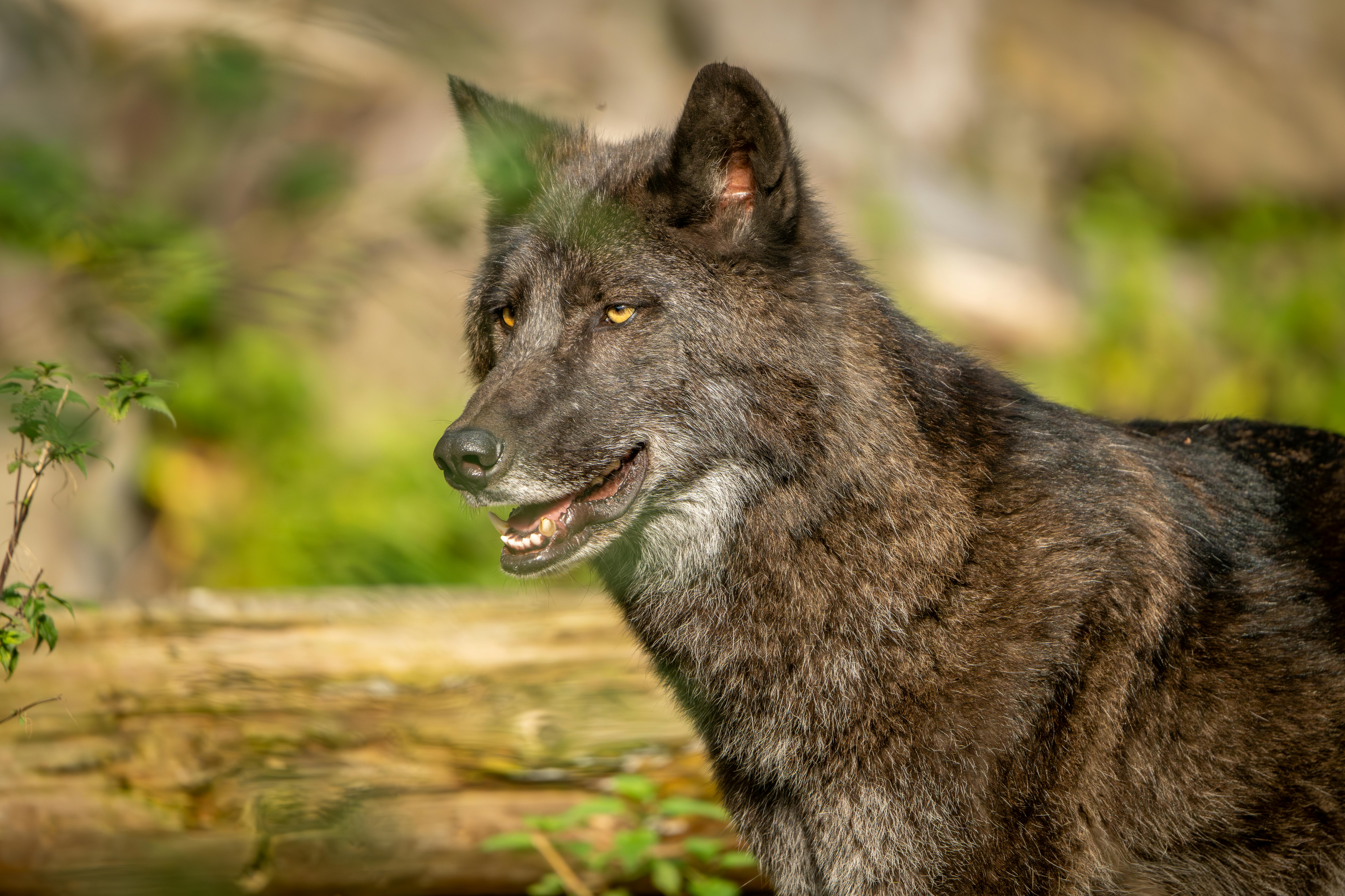 Wolf Folklore Photos, Download The BEST Free Wolf Folklore Stock Photos ...
