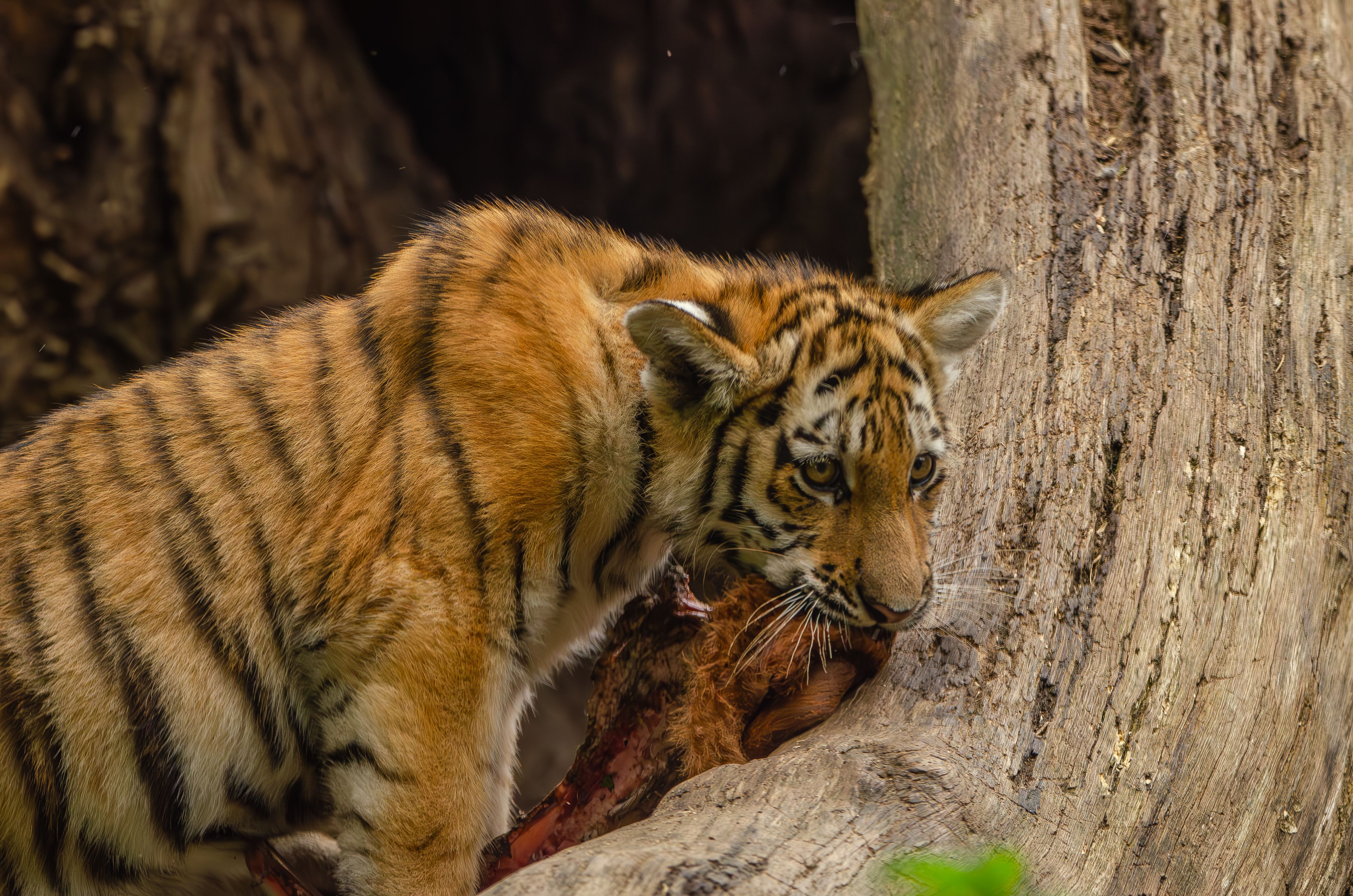 Playful Tiger Cub in Jungle Habitat · Free Stock Photo