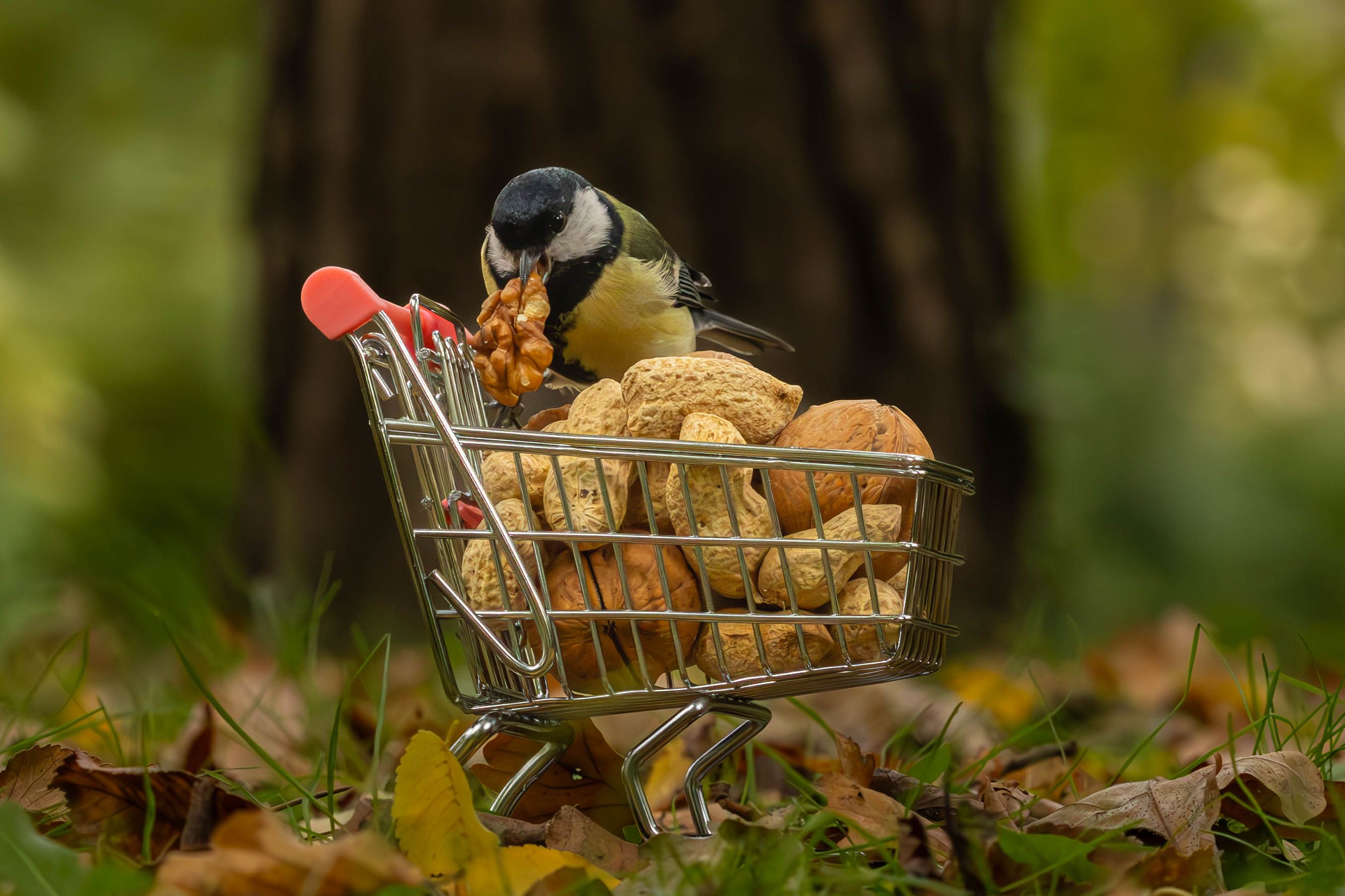 Bird with nuts in a miniature shopping cart outdoors · Free Stock Photo