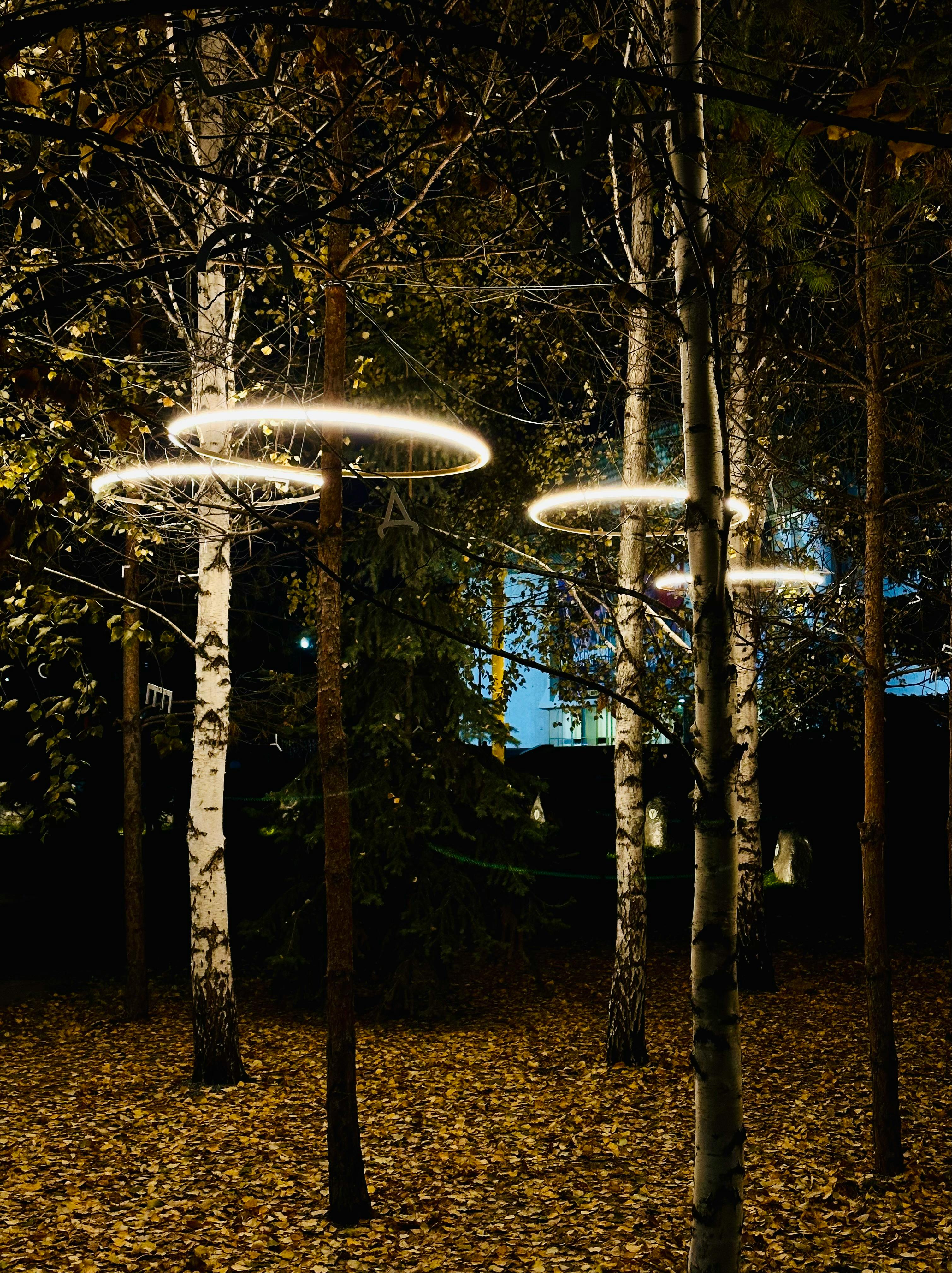 Enchanting Forest with Glowing Halo Lights · Free Stock Photo