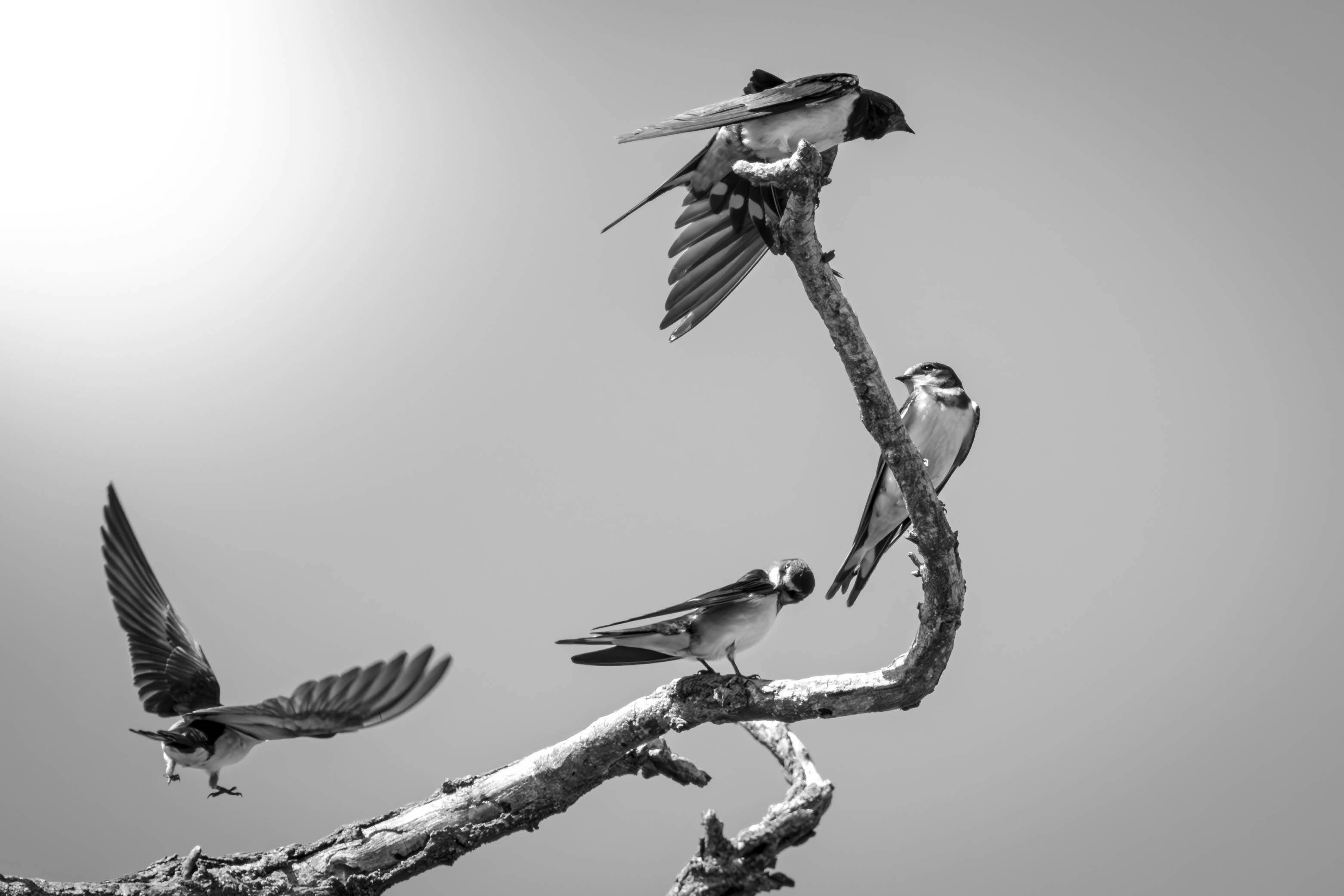 Monochrome Swallows on a Tree Branch · Free Stock Photo