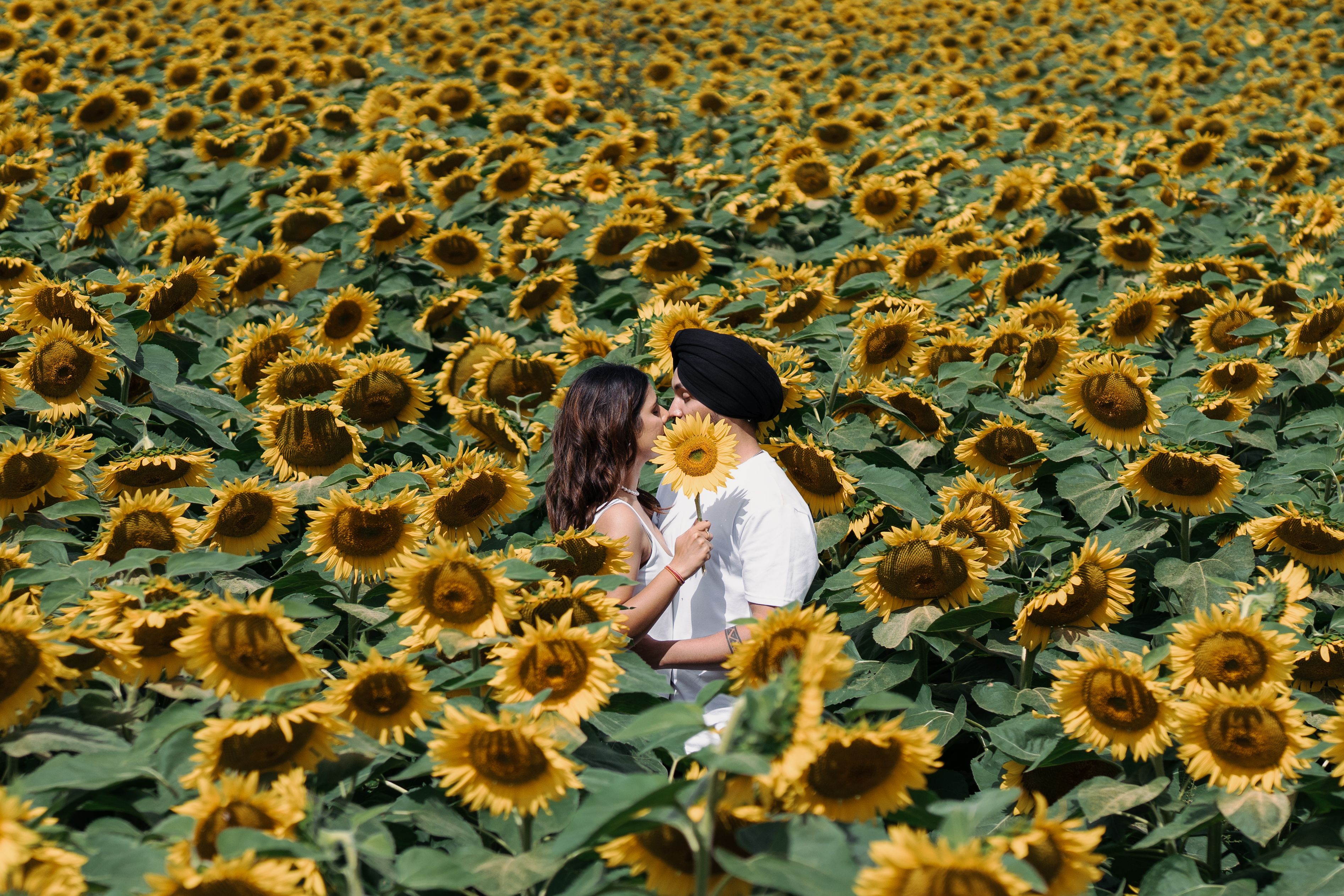 Romantic Couple Kissing in Sunflower Field · Free Stock Photo